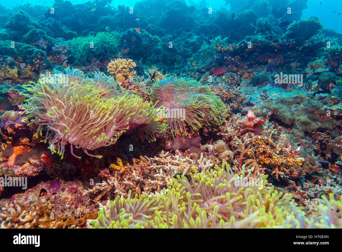 Anemonefish (Amphiprion sebae) in a sea anemone (Heteractis magnifica ...