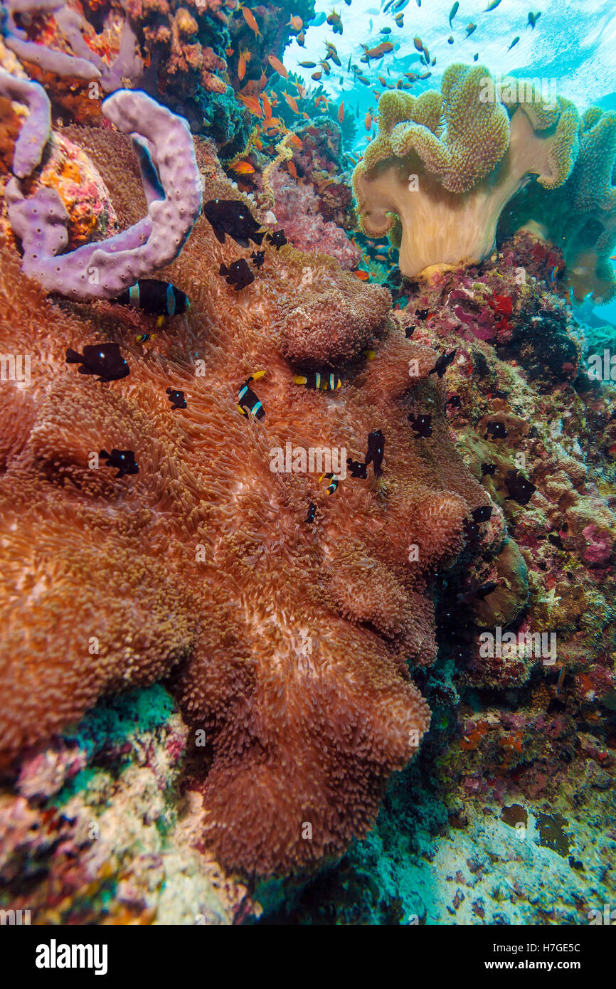 Anemonefish (Amphiprion sebae) in a sea anemone (Heteractis magnifica ...