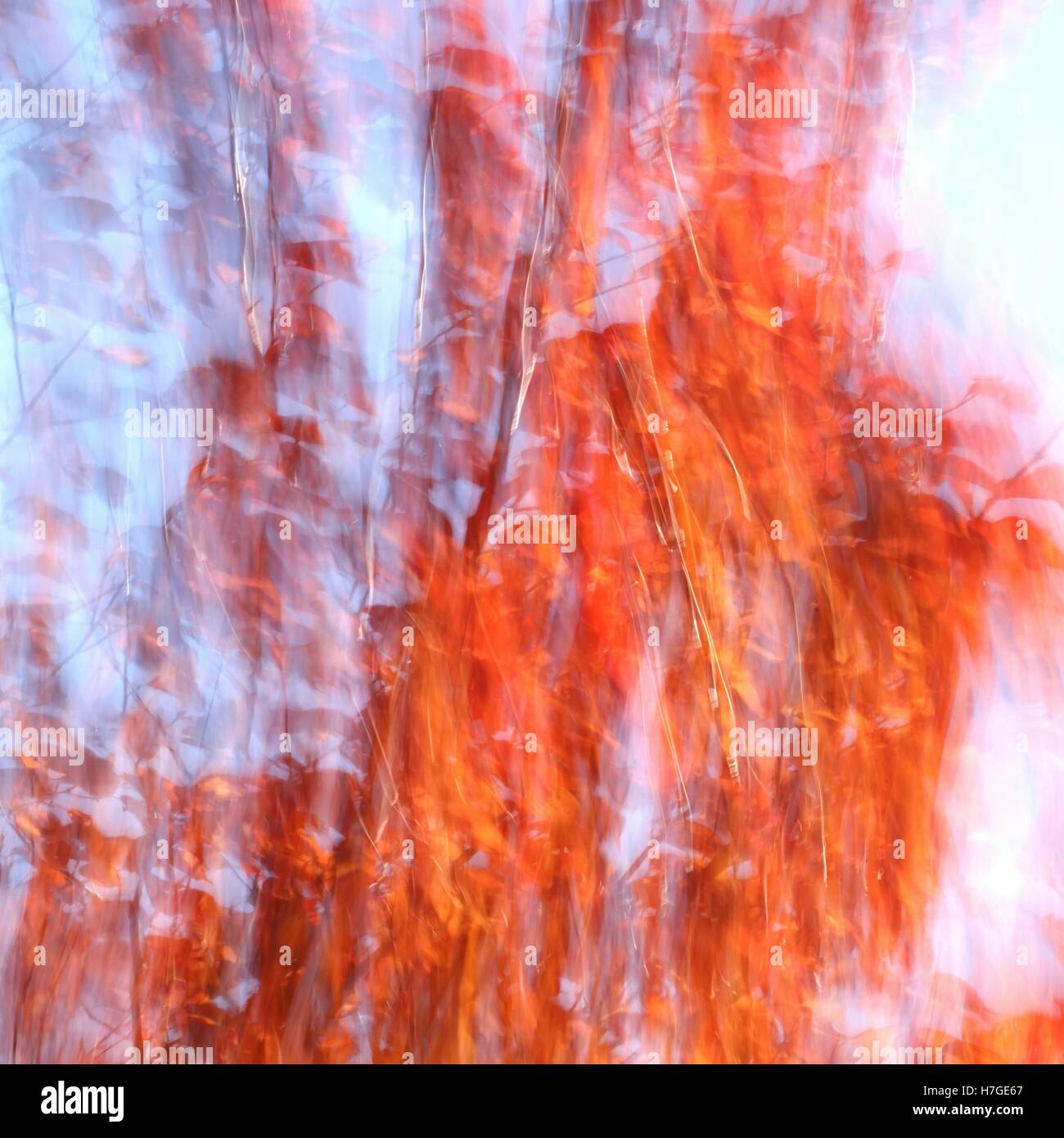 Amur chokecherry prunus maackii hi-res stock photography and images - Alamy