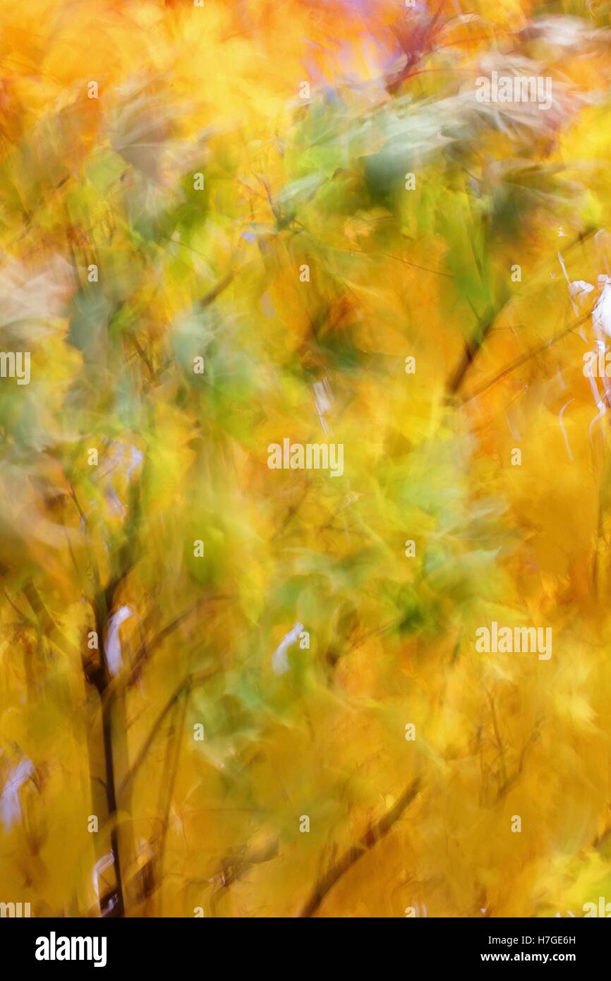 Maple tree colors autumn hi-res stock photography and images - Alamy