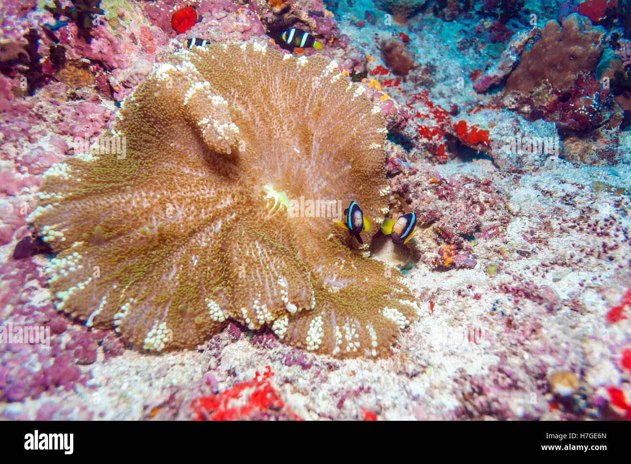 Anemonefish (Amphiprion sebae) in a sea anemone (Heteractis magnifica ...