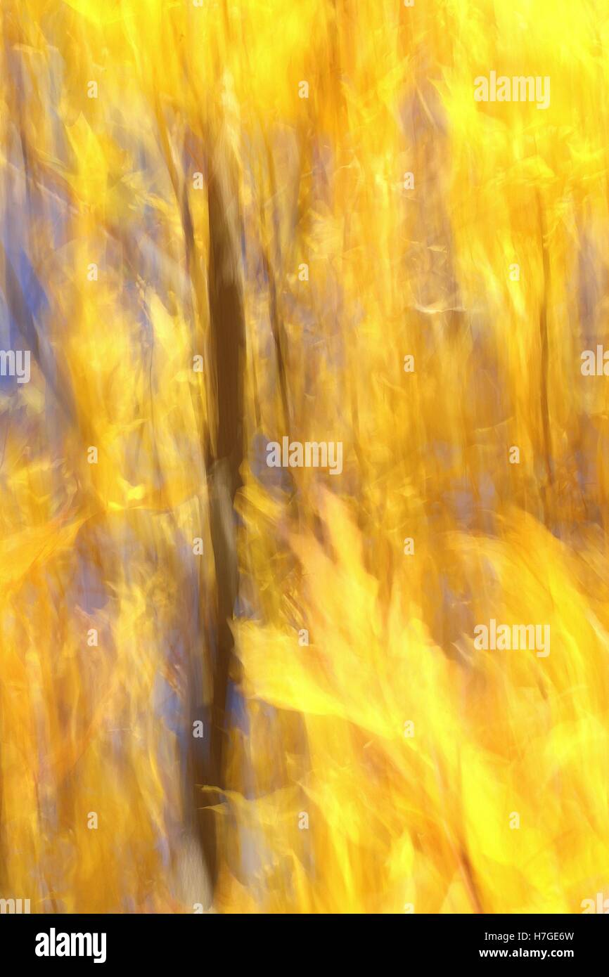 Flame maple hi-res stock photography and images - Alamy