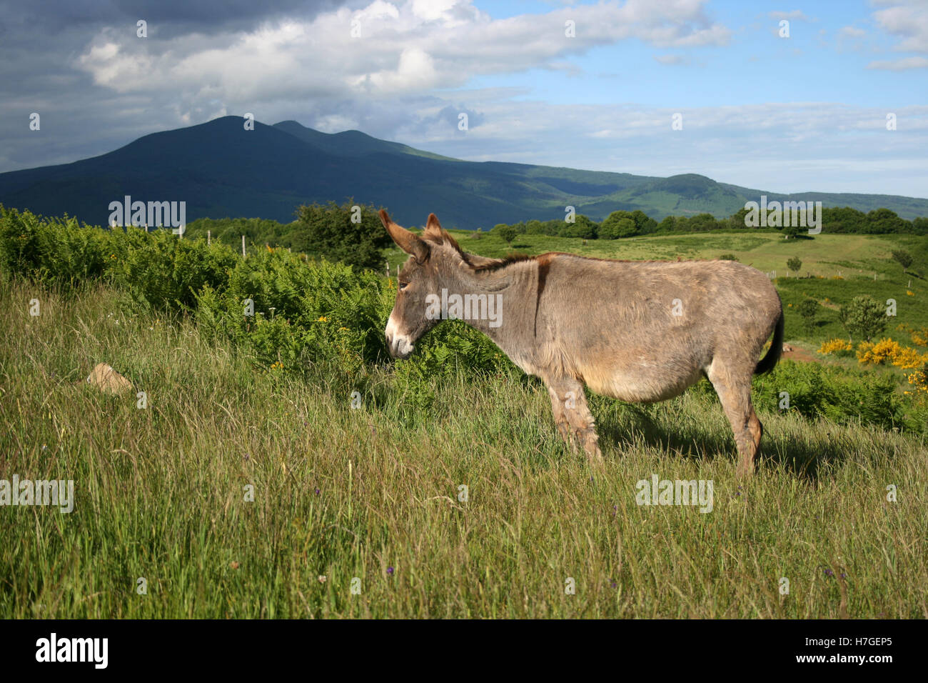 Stubborn donkey hi-res stock photography and images - Alamy