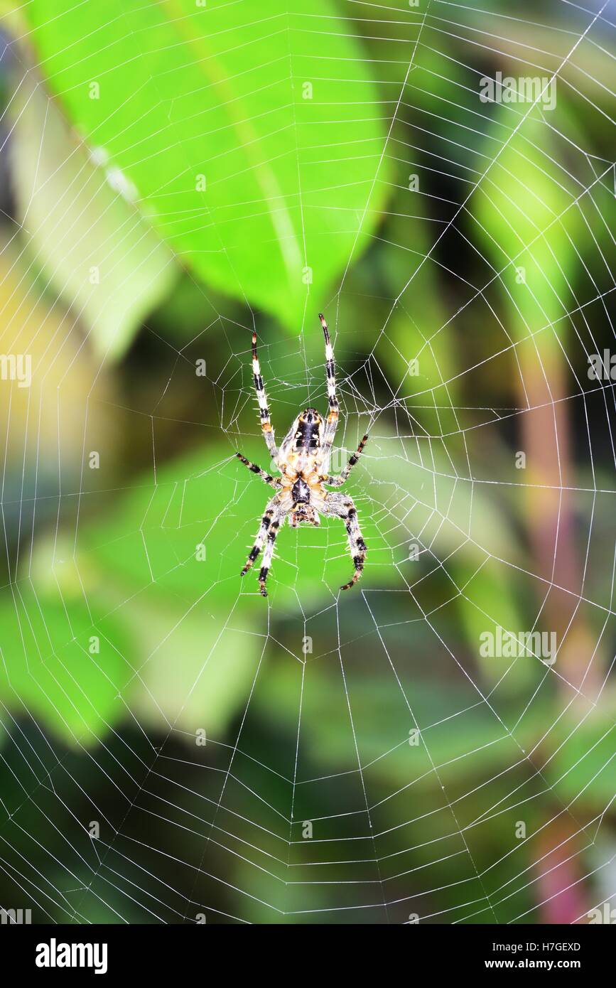 Garden Spider hanging on it's web Stock Photo - Alamy
