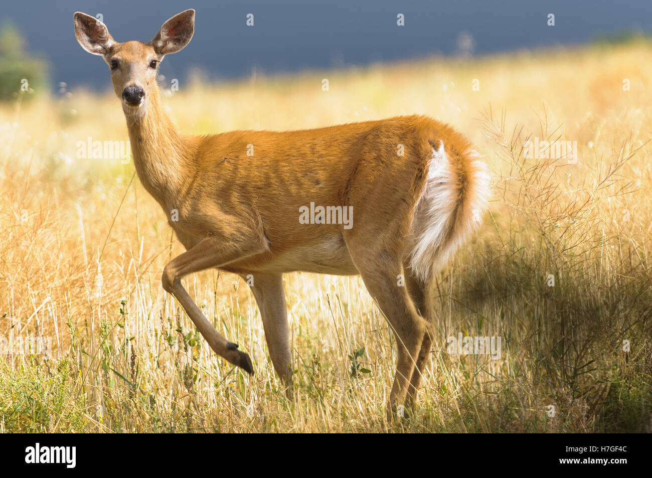 Whitetail or White-tailed doe (Odocoilus virginianus) in a very alert ...