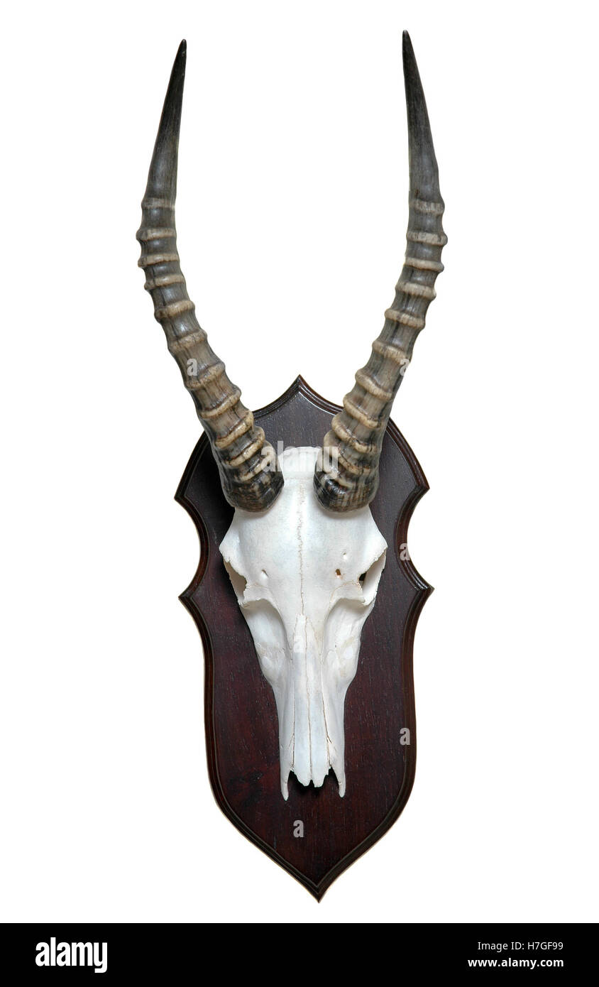 Blesbok Skull