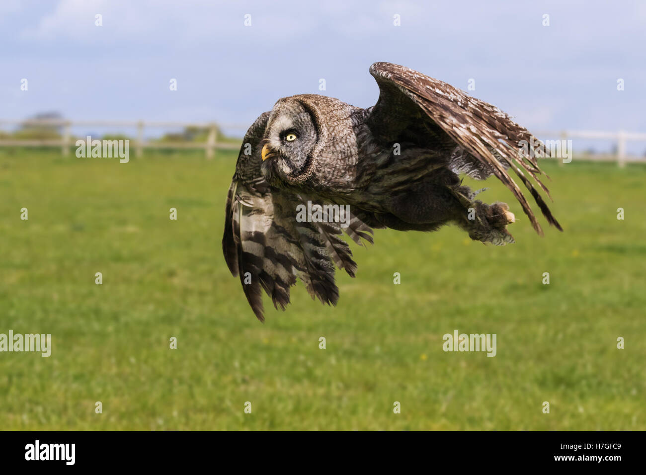 Great Grey Owl flying over a field Stock Photo - Alamy