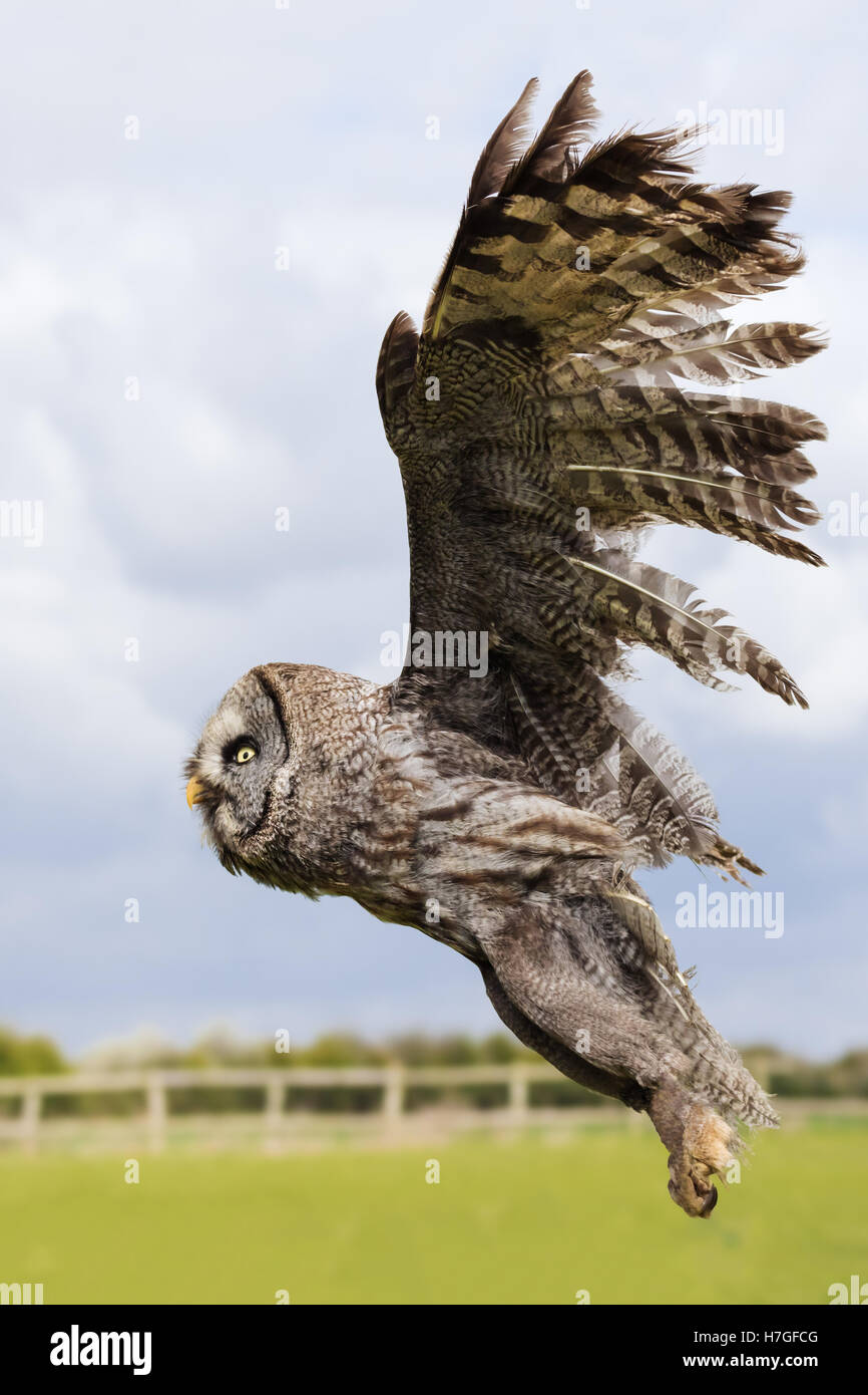 Great grey owl flying hi-res stock photography and images - Alamy