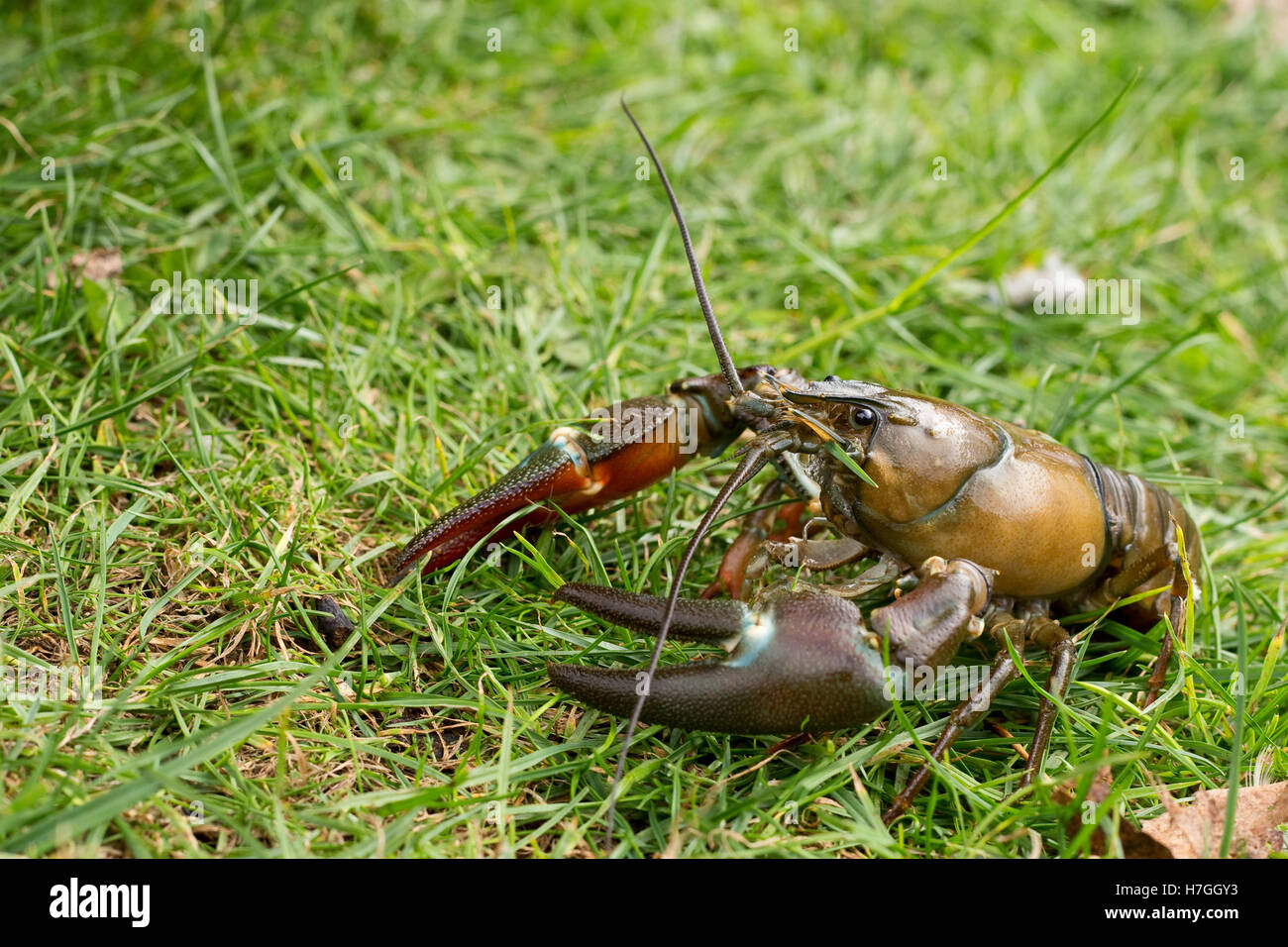 North american crayfish hi-res stock photography and images - Alamy