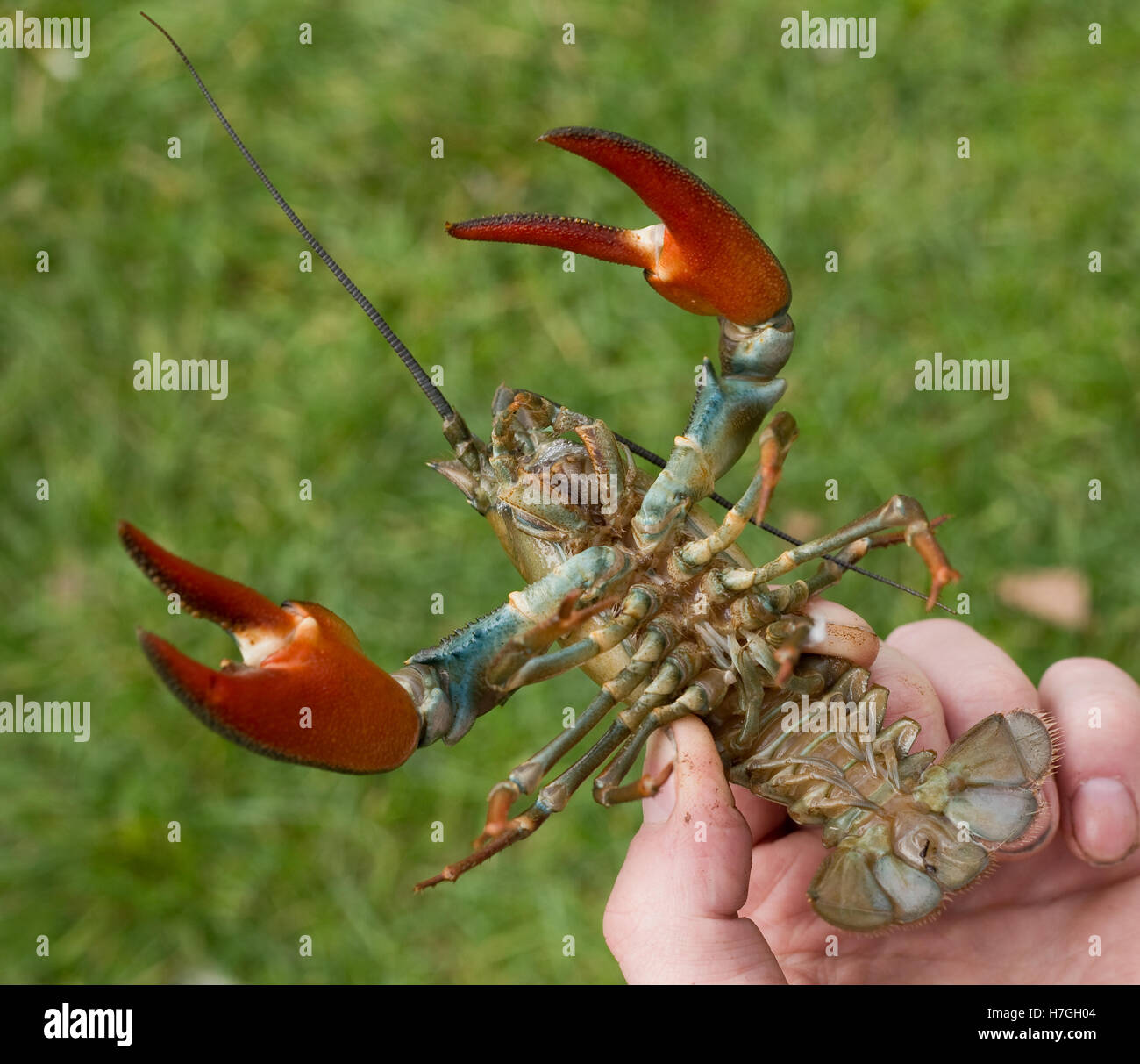 North american crayfish hi-res stock photography and images - Alamy