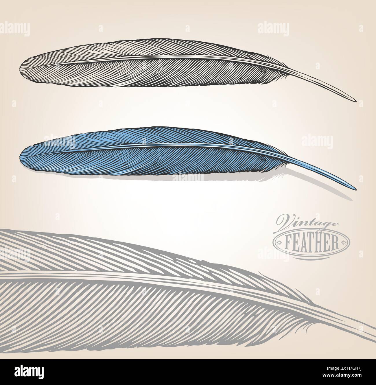 Vector illustration of feather in vintage engraving style on isolated ...