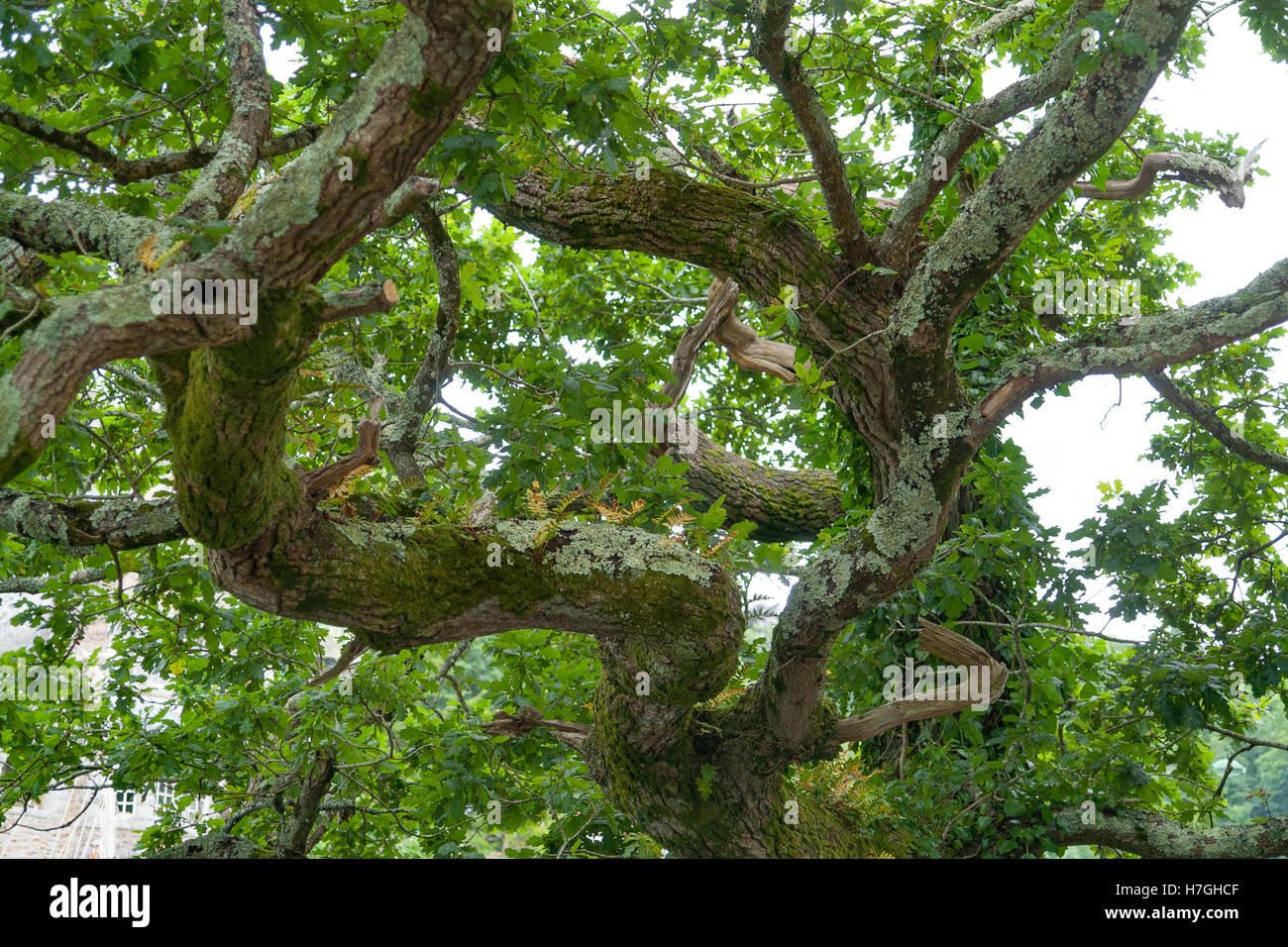 detail of a old oak seen in Brittany,france Stock Photo - Alamy