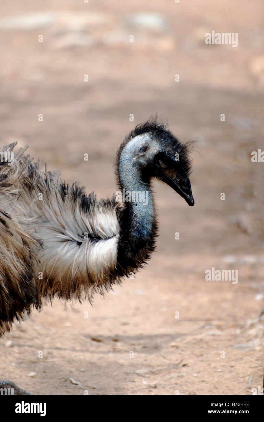 New holland emu hi-res stock photography and images - Alamy