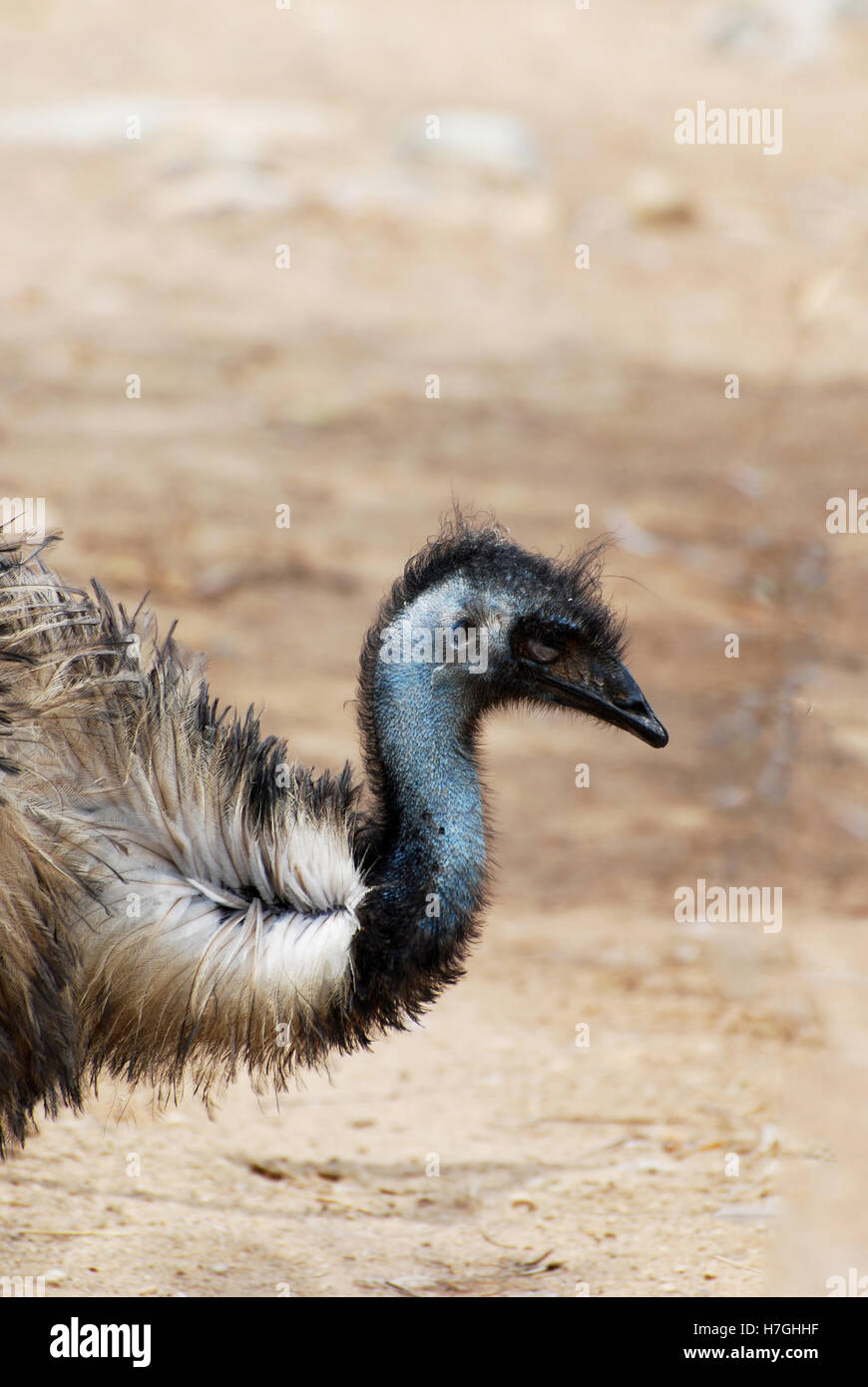 Emu with an S curve in his neck from a side view Stock Photo - Alamy