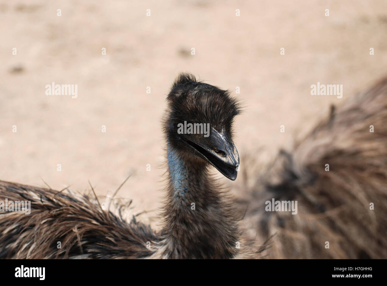 Large emu with his wings extended out from his body Stock Photo - Alamy