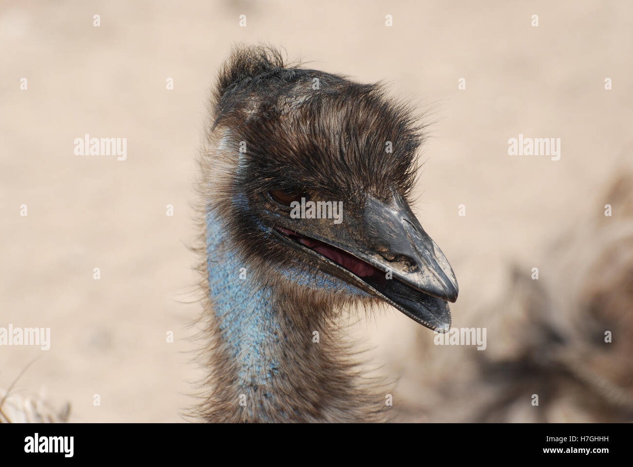 New holland emu hi-res stock photography and images - Alamy
