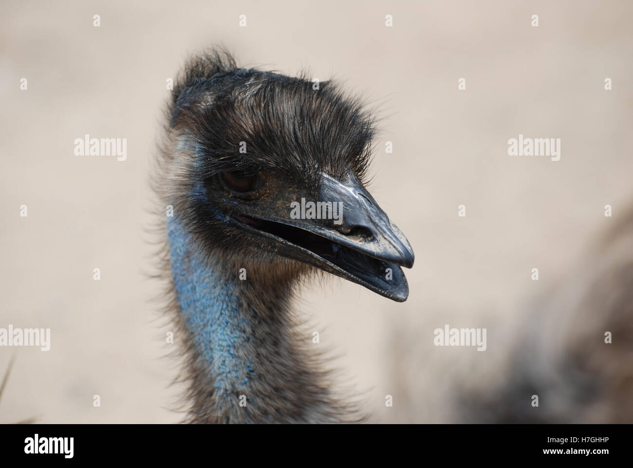 Ostriches and emus hi-res stock photography and images - Alamy