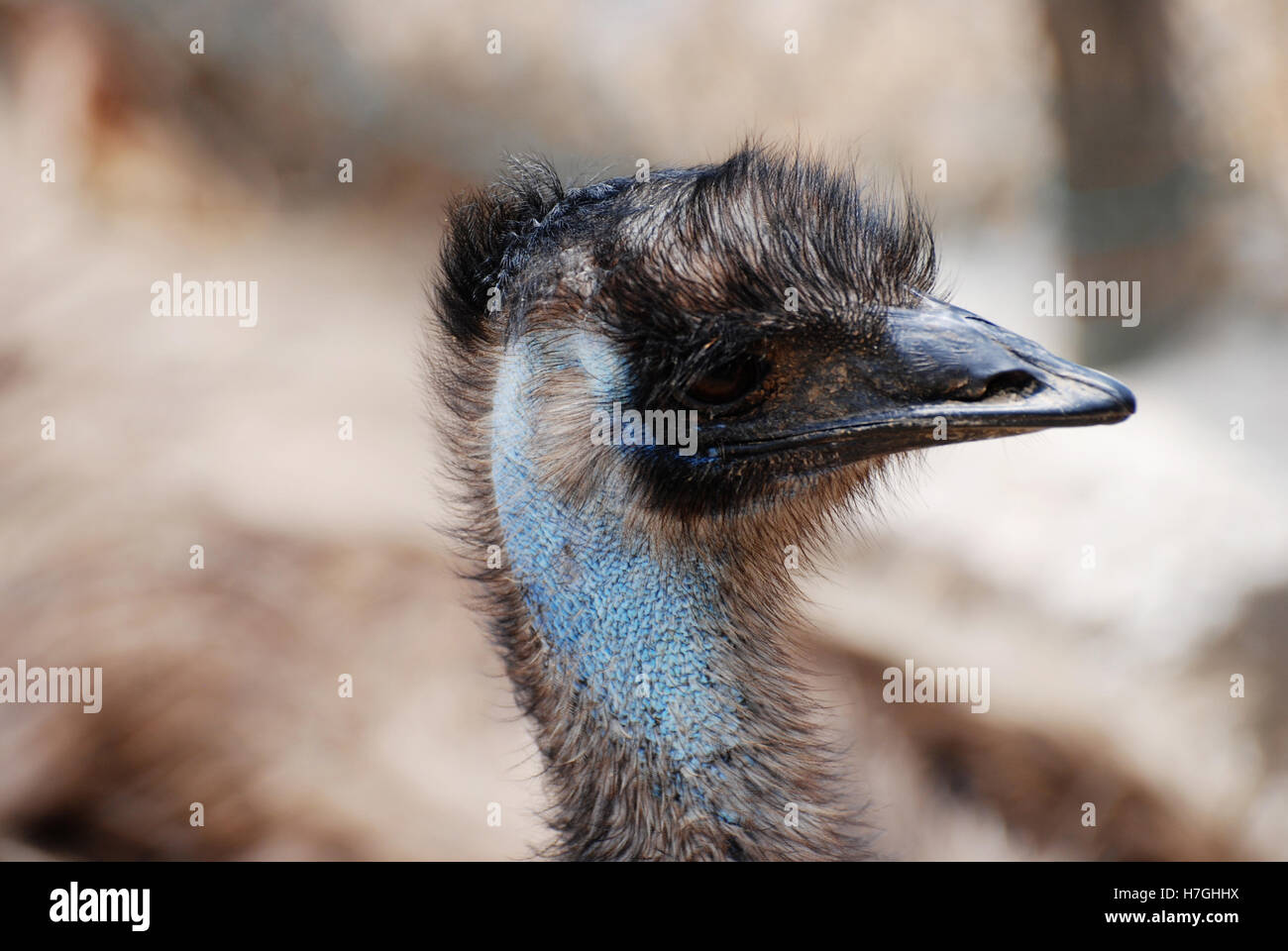 Feathered face of a blue emu bird Stock Photo - Alamy