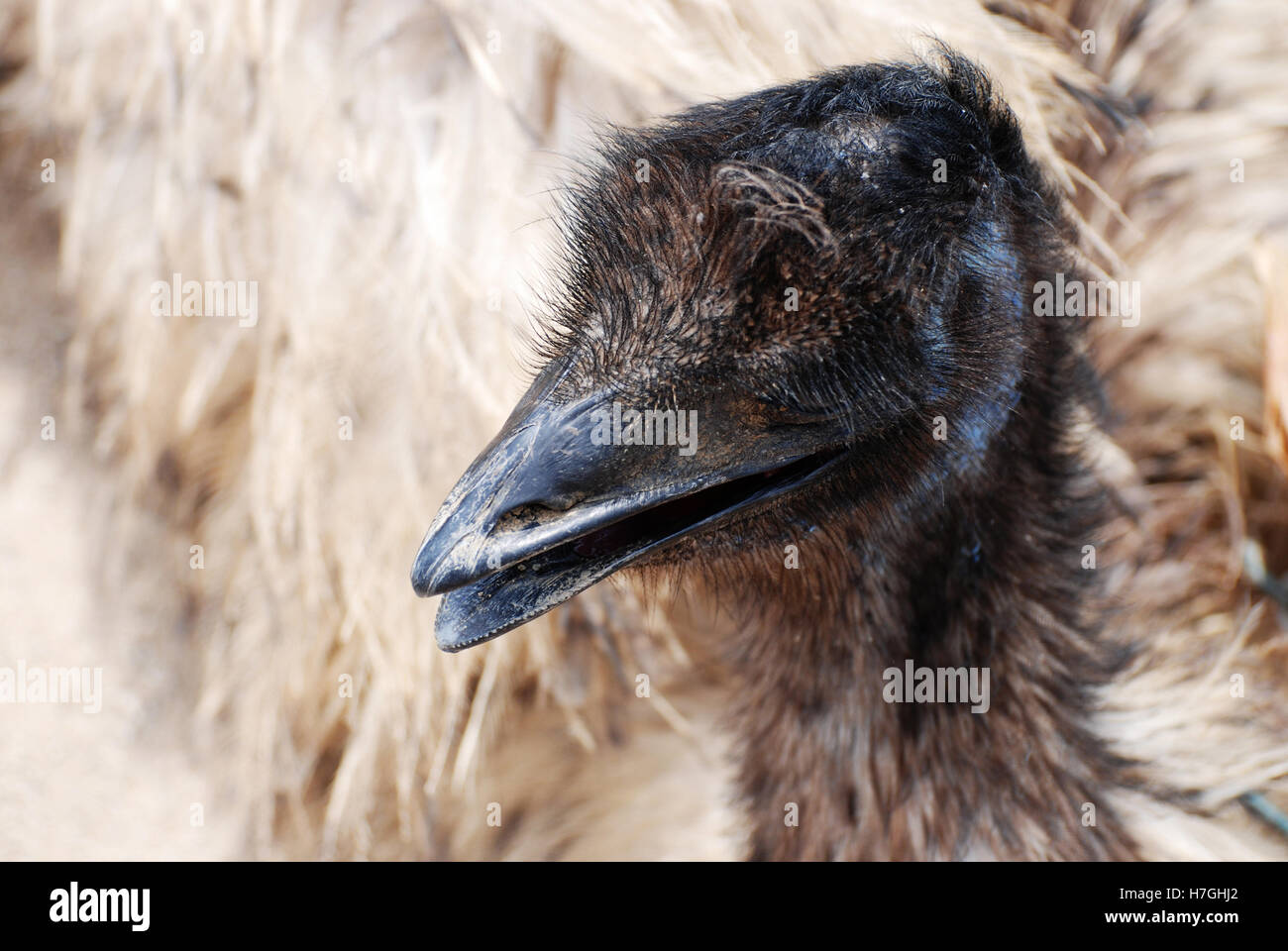 Black beak on a large emu bird with fluffy feathers Stock Photo - Alamy