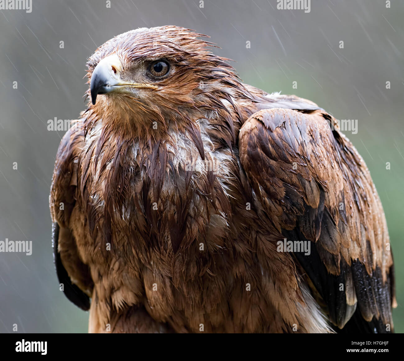 Small predatory bird hi-res stock photography and images - Alamy