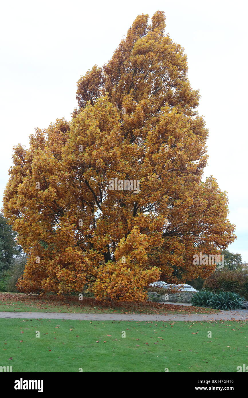 Tree with leaves turning yellow hi-res stock photography and images - Alamy