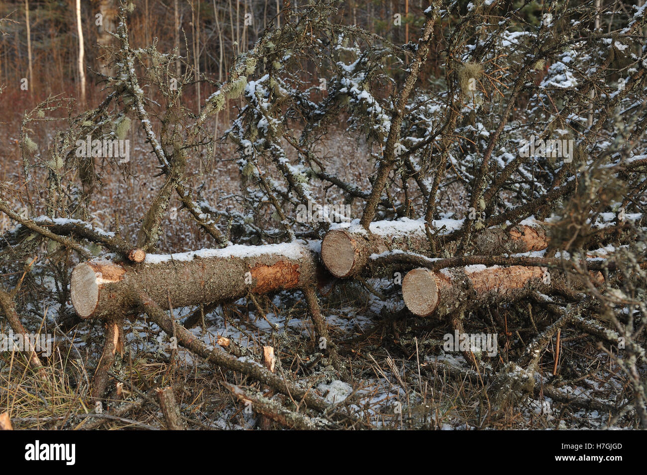 Tree felling autumn hi-res stock photography and images - Alamy