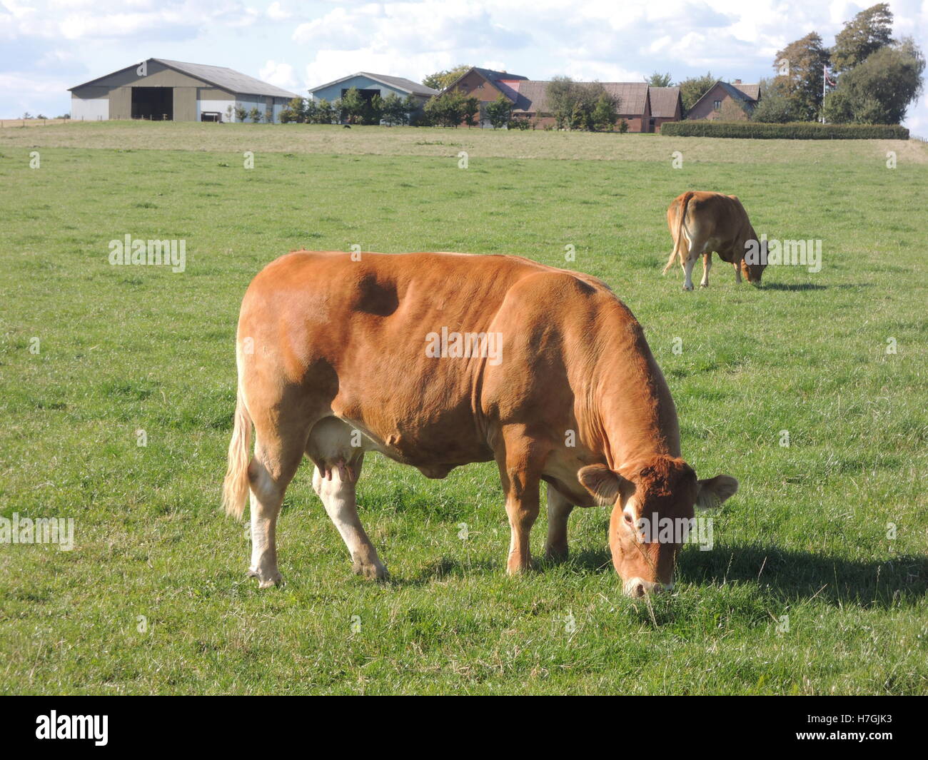 Red cow grazing on a typical Danish summer day. The breed is "Danish ...