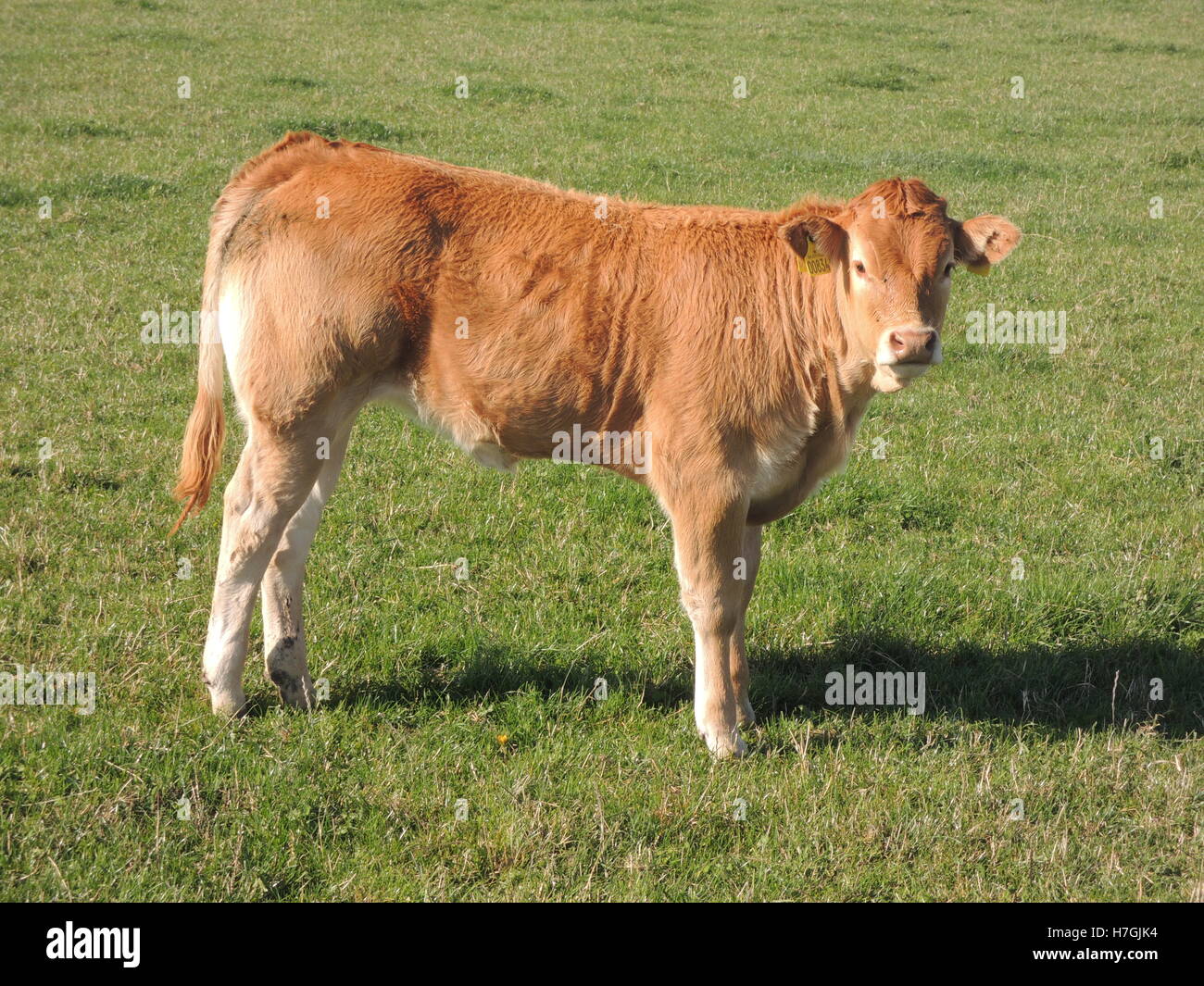 Calf on a grass field. The breed is "Danish red cow Stock Photo - Alamy