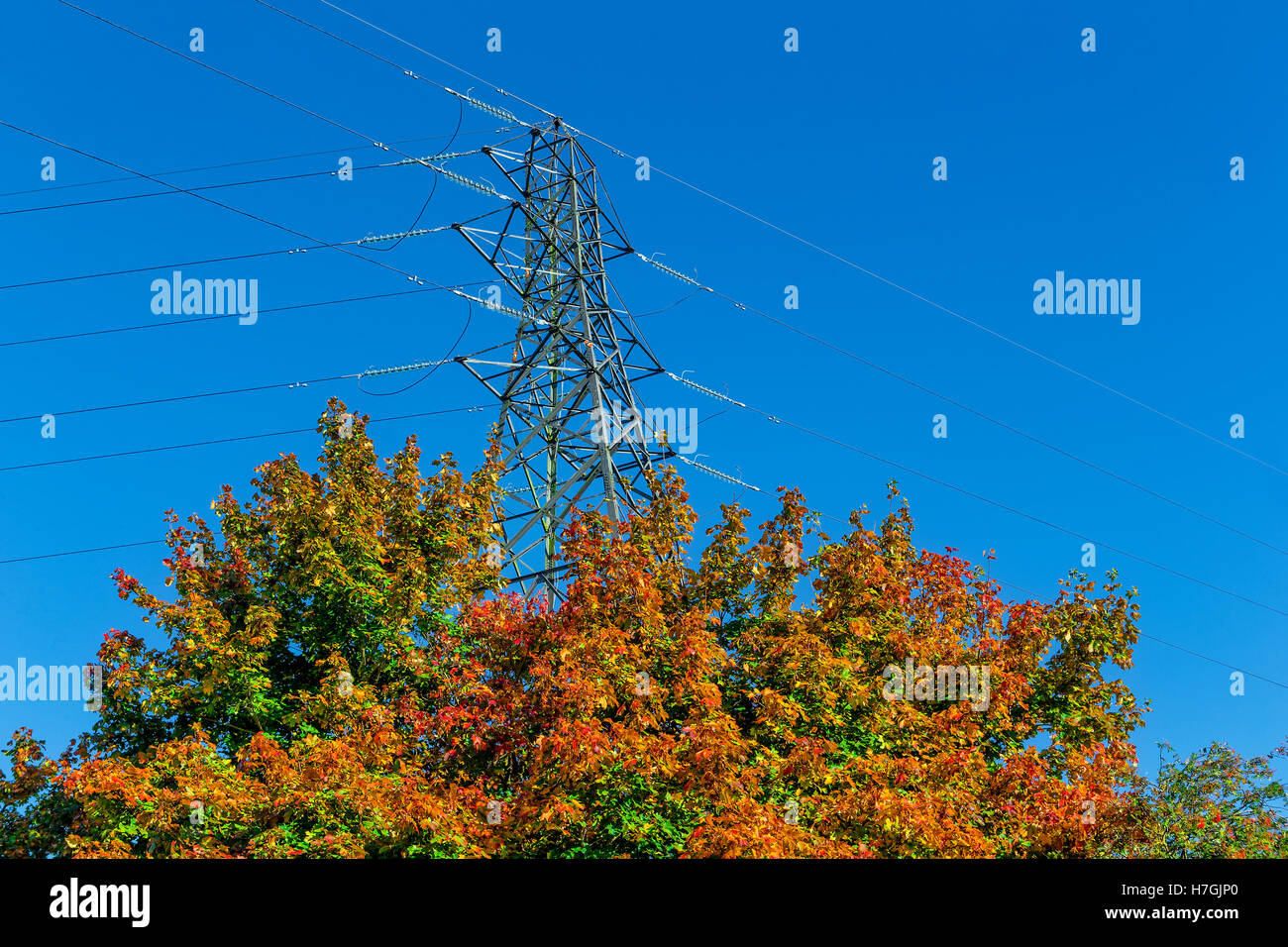 Man-made electricity pylon behind a natural Plane tree Stock Photo - Alamy
