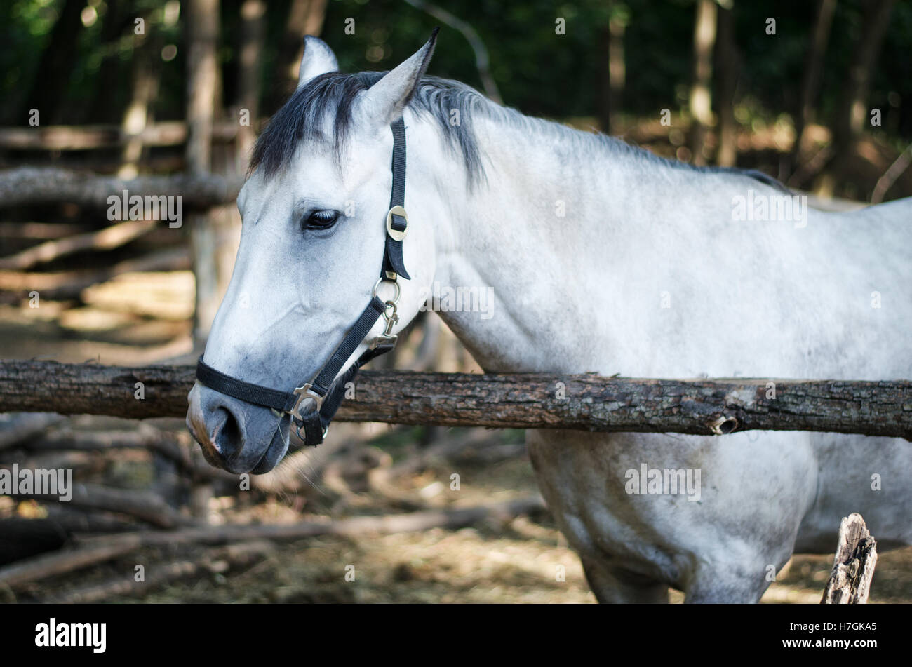 White horse in a stable in forest Stock Photo - Alamy