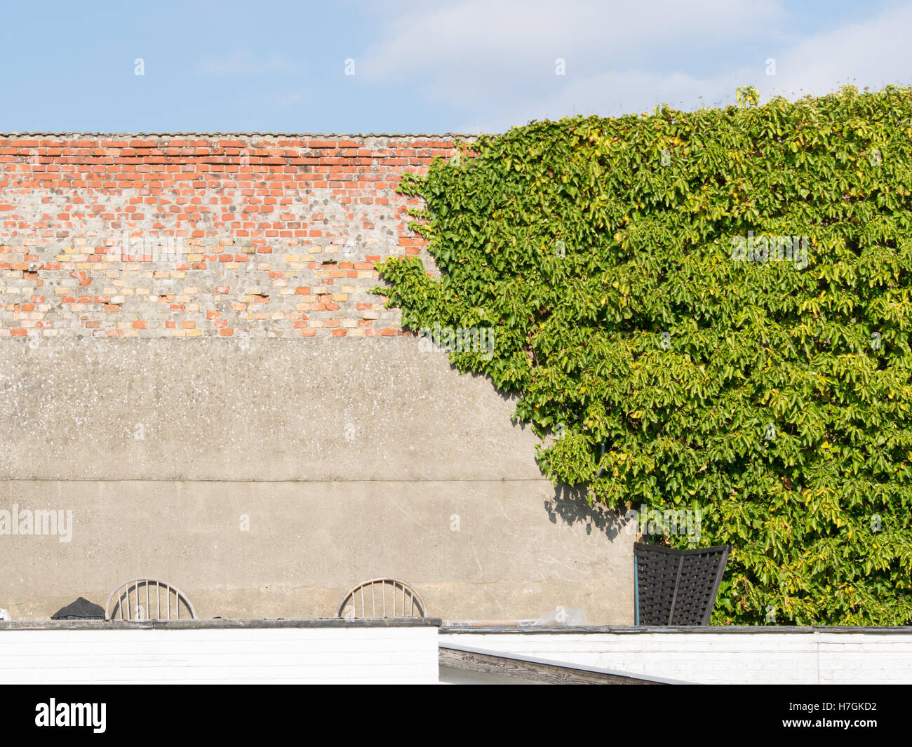 Background brick wall with cement and green leaves Stock Photo - Alamy