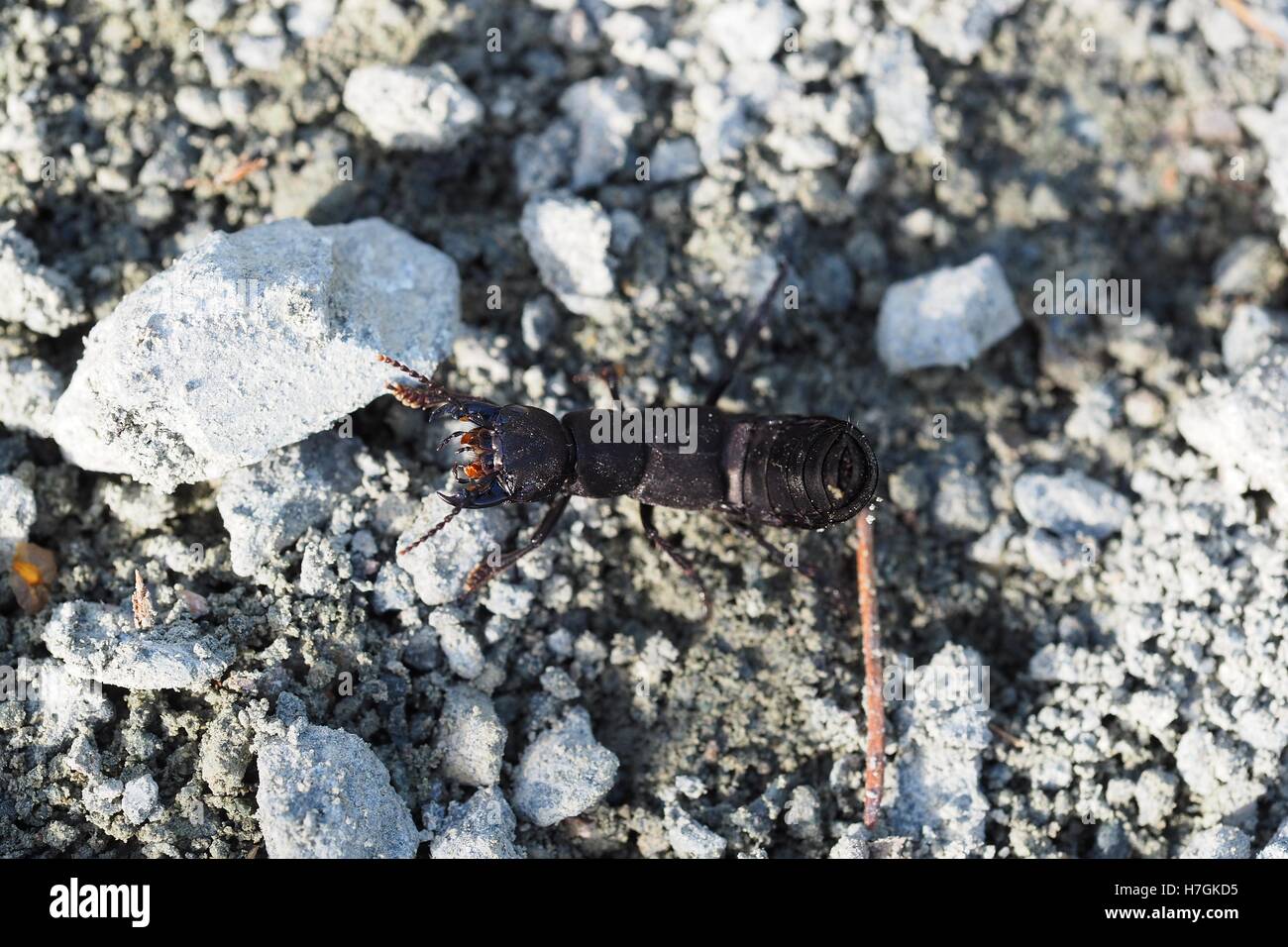 devils coach horse Stock Photo - Alamy