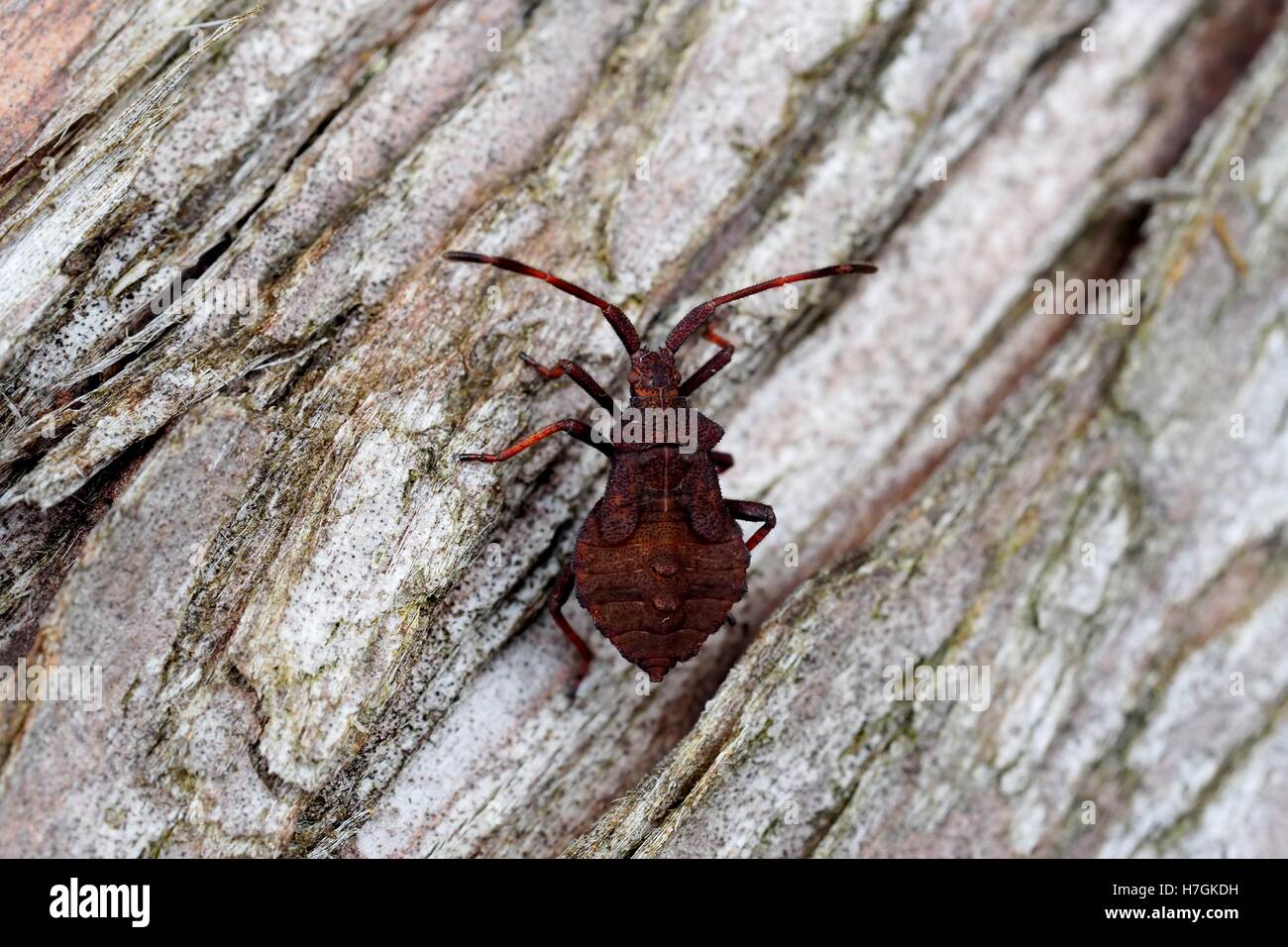 Dock bug nymph hi-res stock photography and images - Alamy