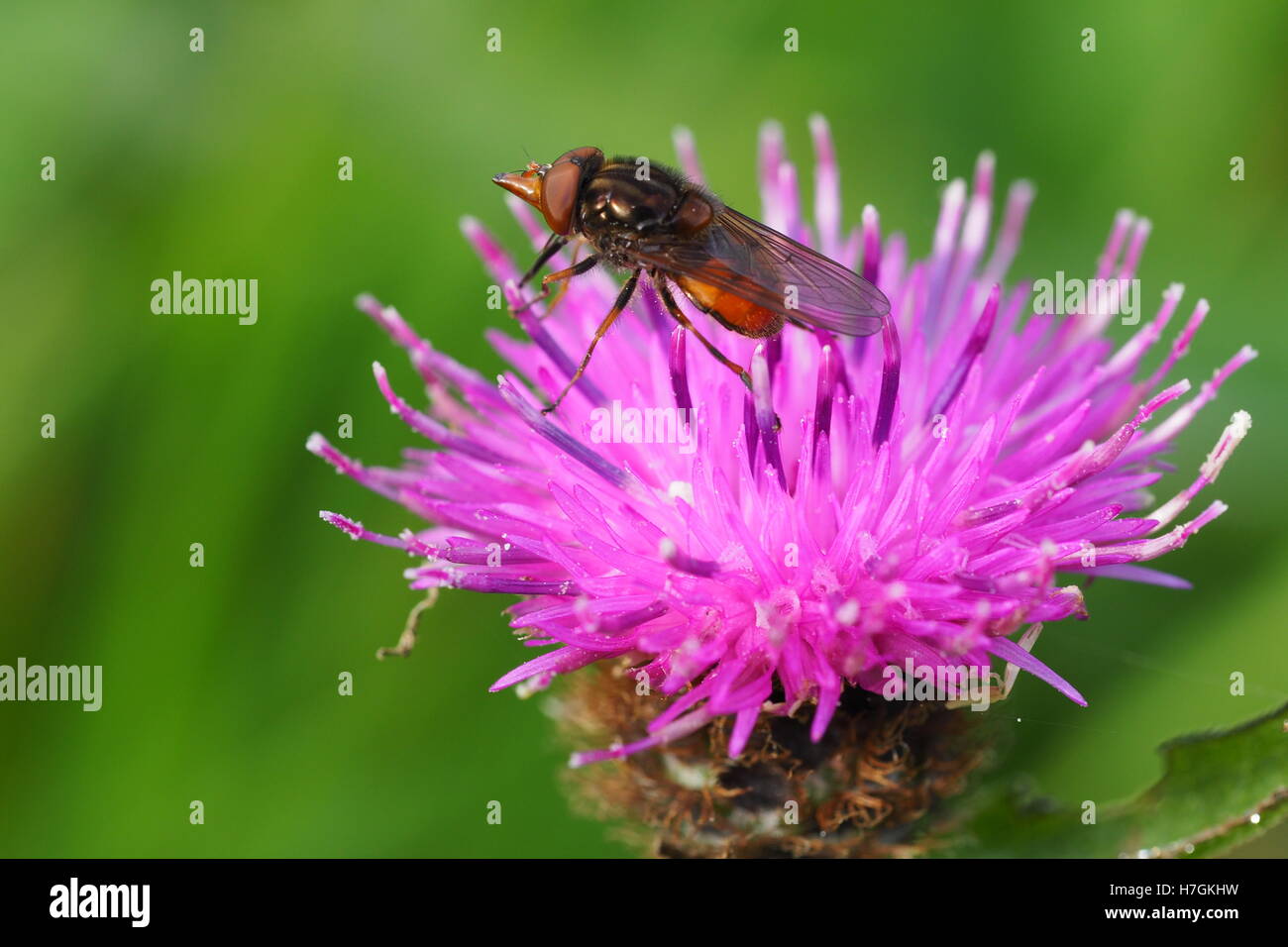 insect on flower Stock Photo - Alamy