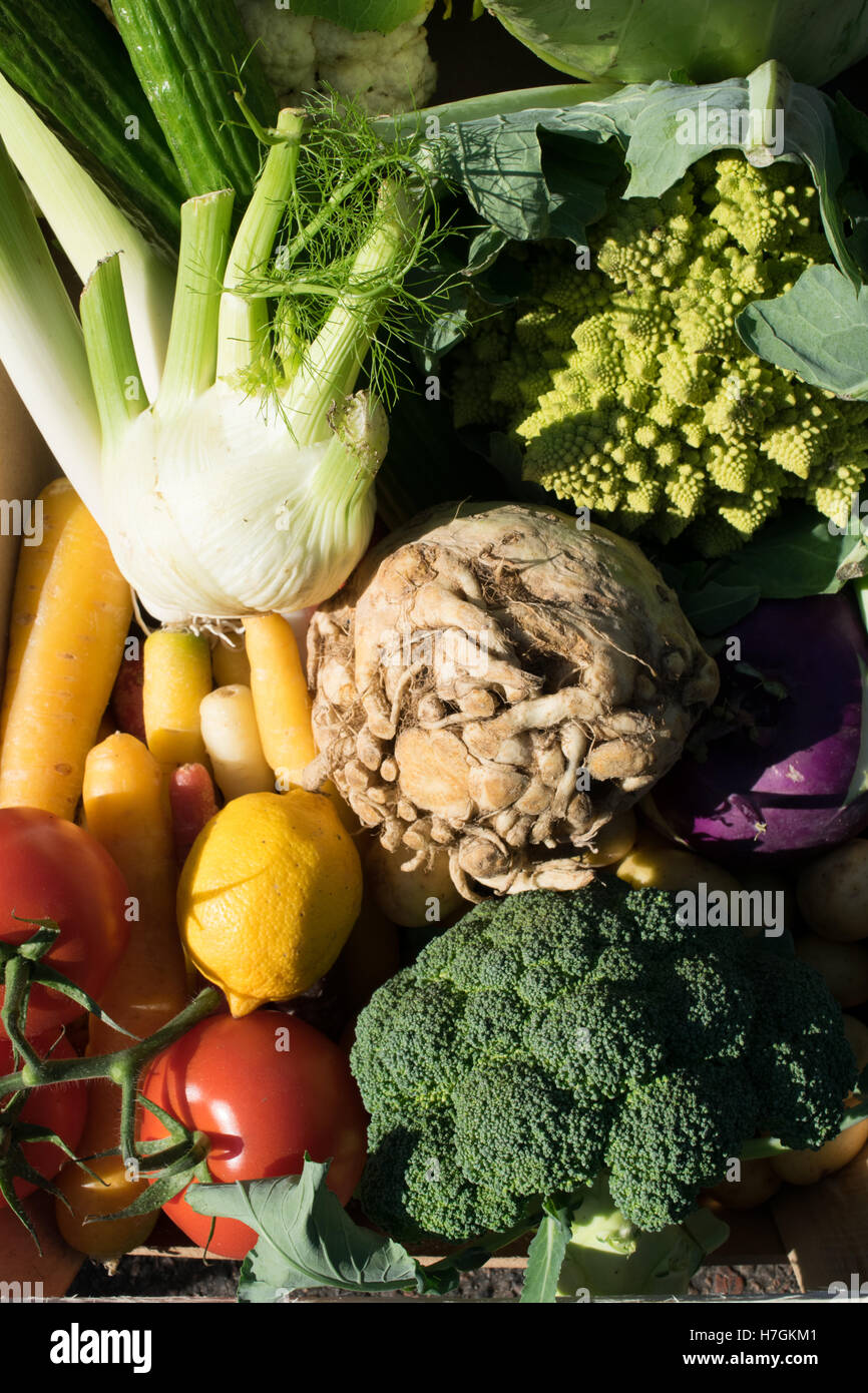 Selection of typical organic vegetables used in Scandinavia. Broccoli ...