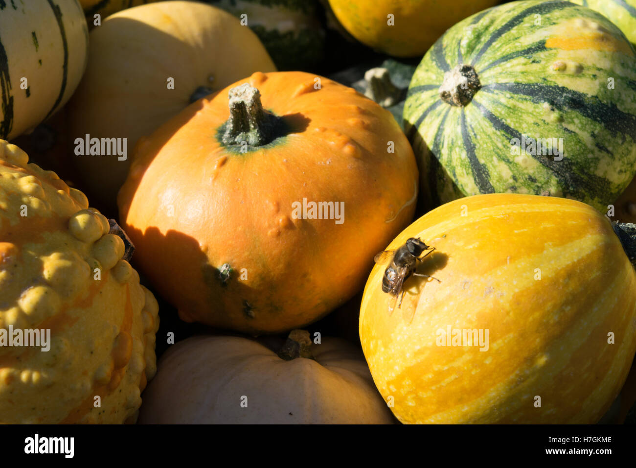 Fat fly hi-res stock photography and images - Alamy