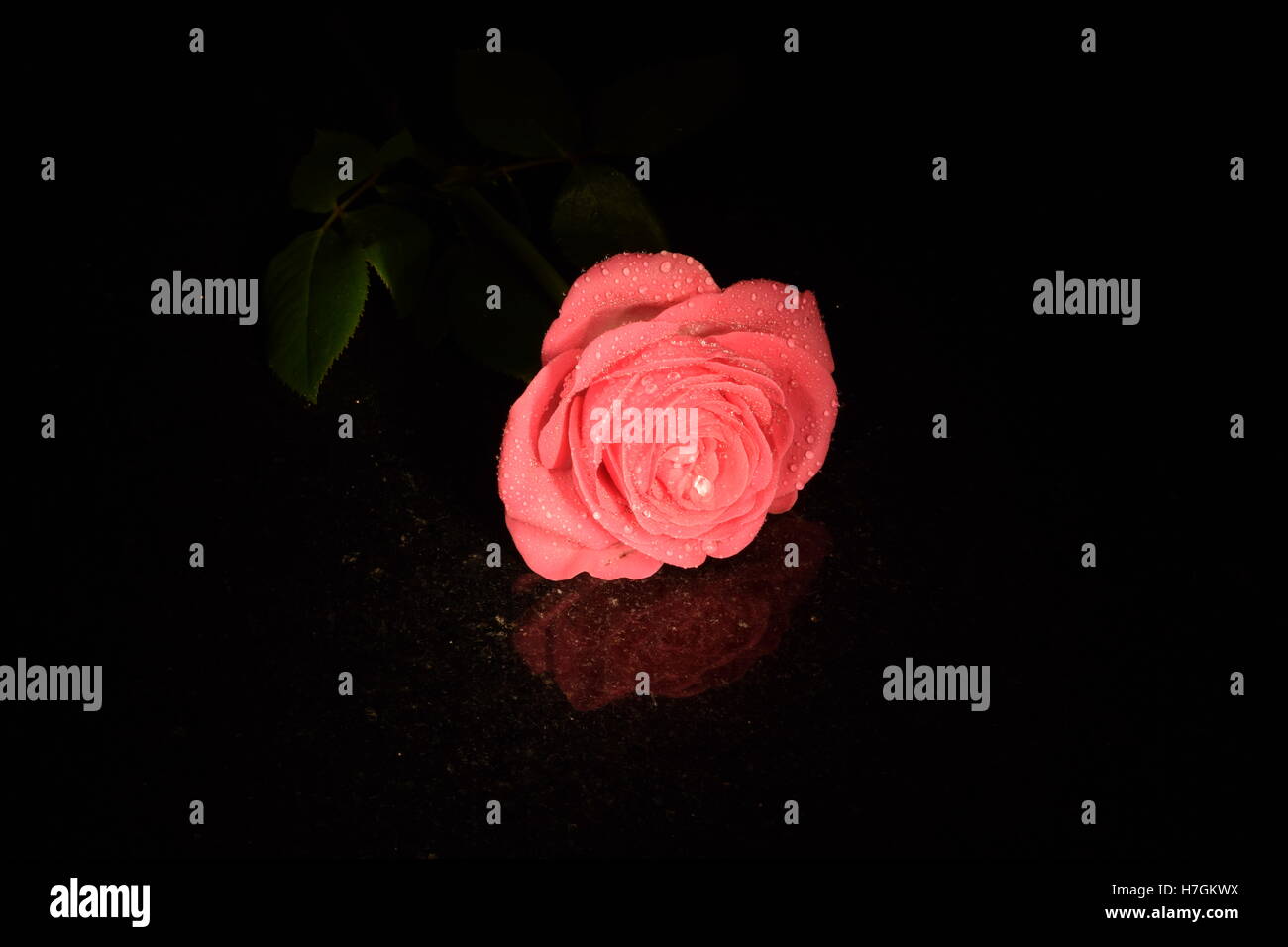 Pink rose on black sparkling reflective surface Stock Photo - Alamy