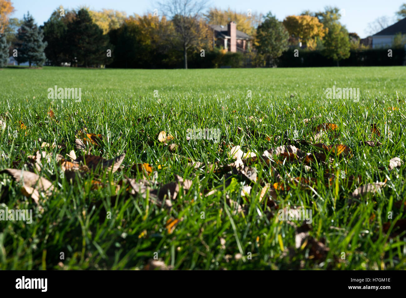 Soccer field grass texture hi-res stock photography and images - Alamy