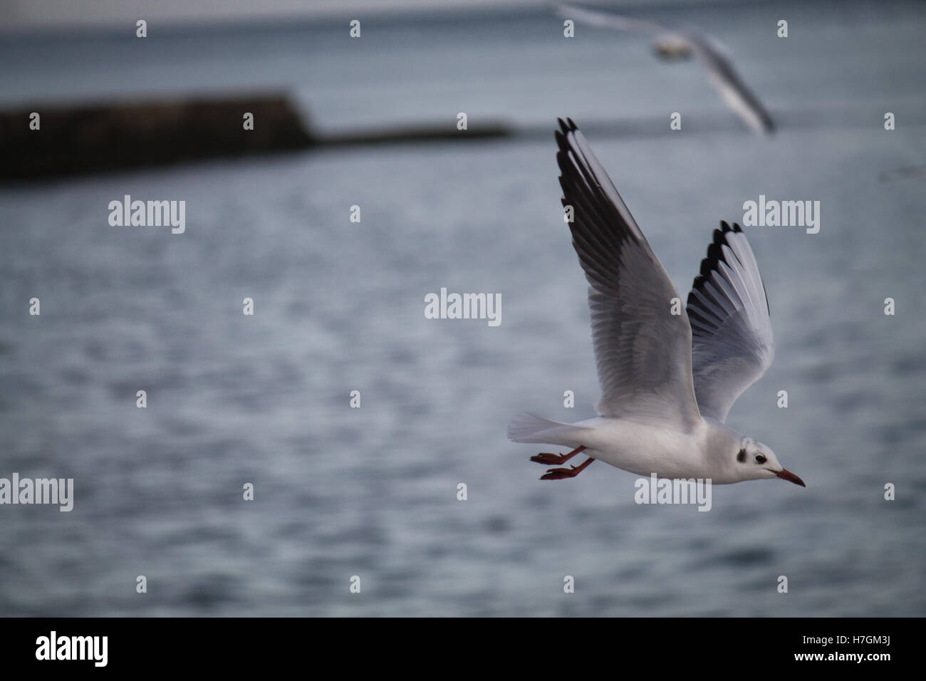 Common gulls are flying above the sea during stormy weather Stock Photo ...
