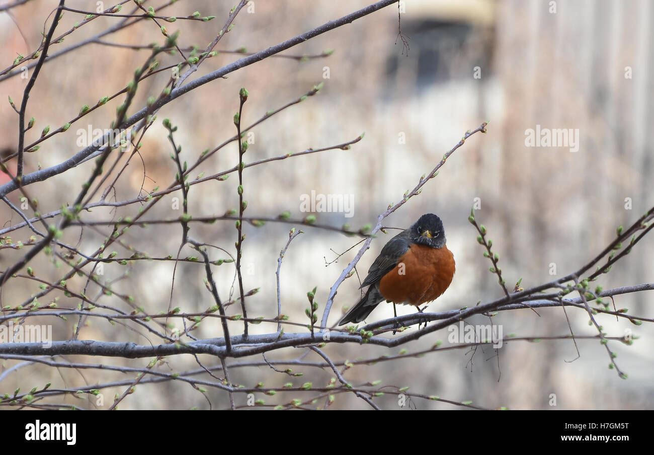 Robin on a tree branch Stock Photo - Alamy