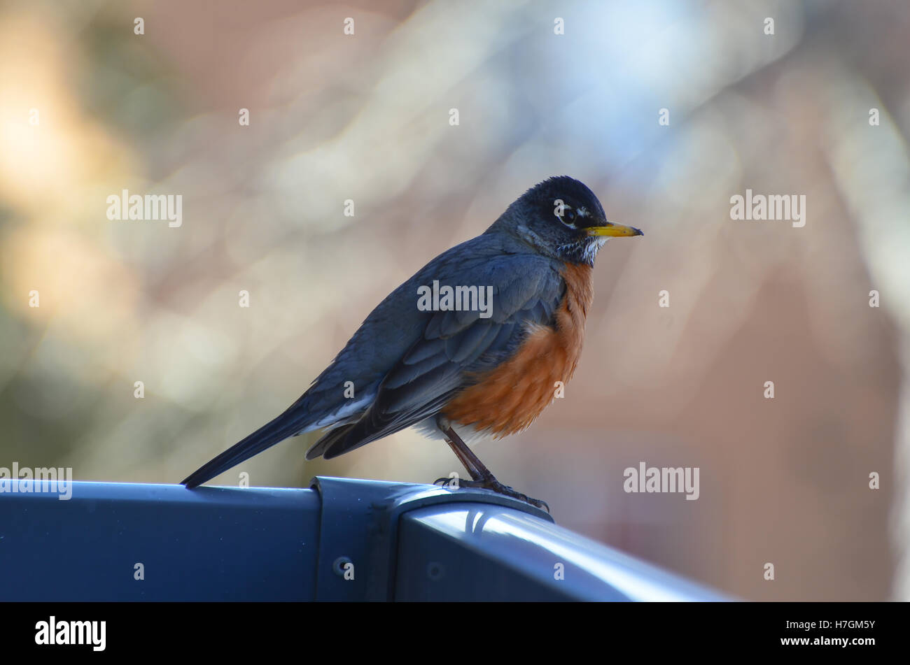 Close up of a robin perched on a railing Stock Photo - Alamy