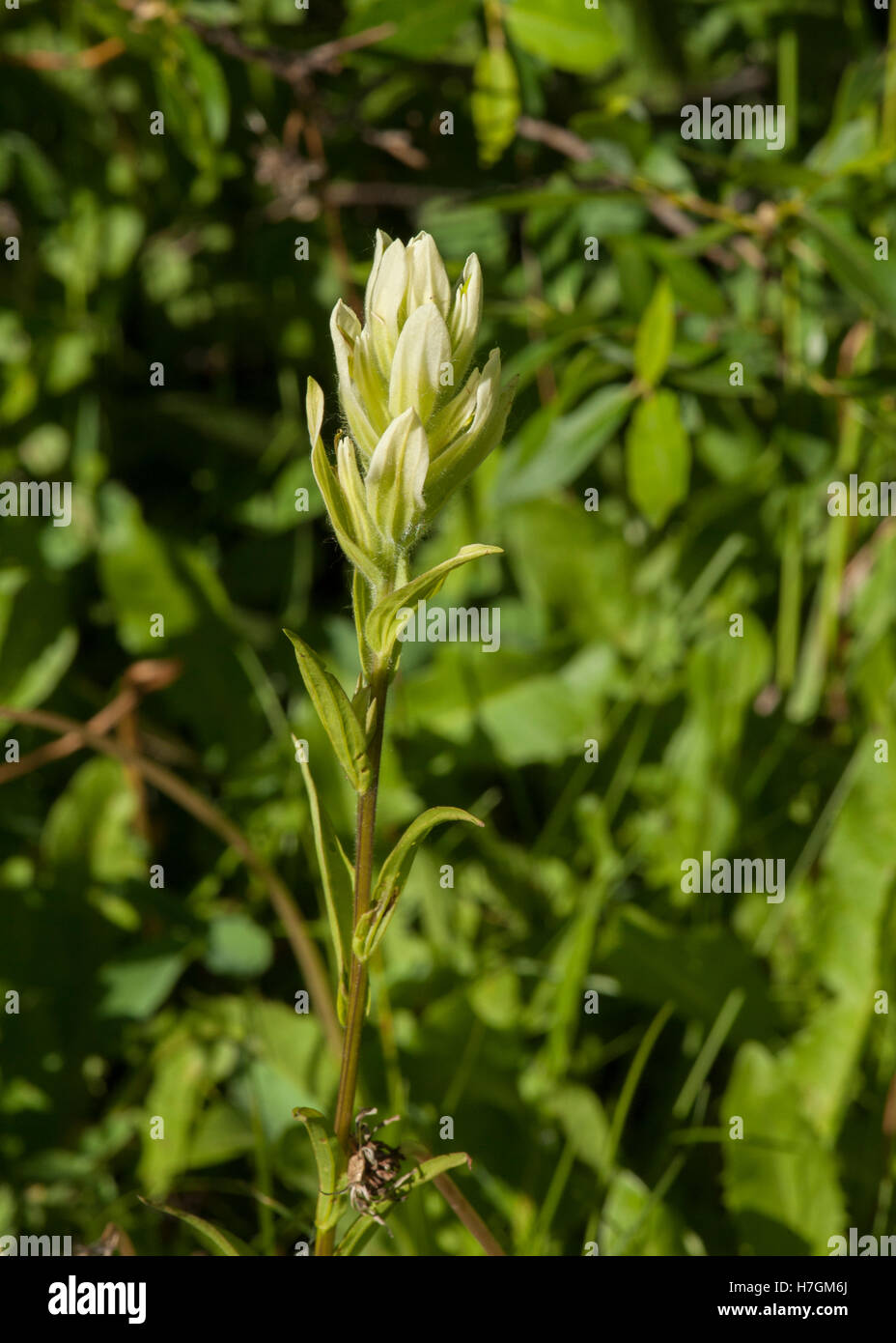 Western Indian Paintbrush (Castilleja occidentalis) in Colorado's San ...