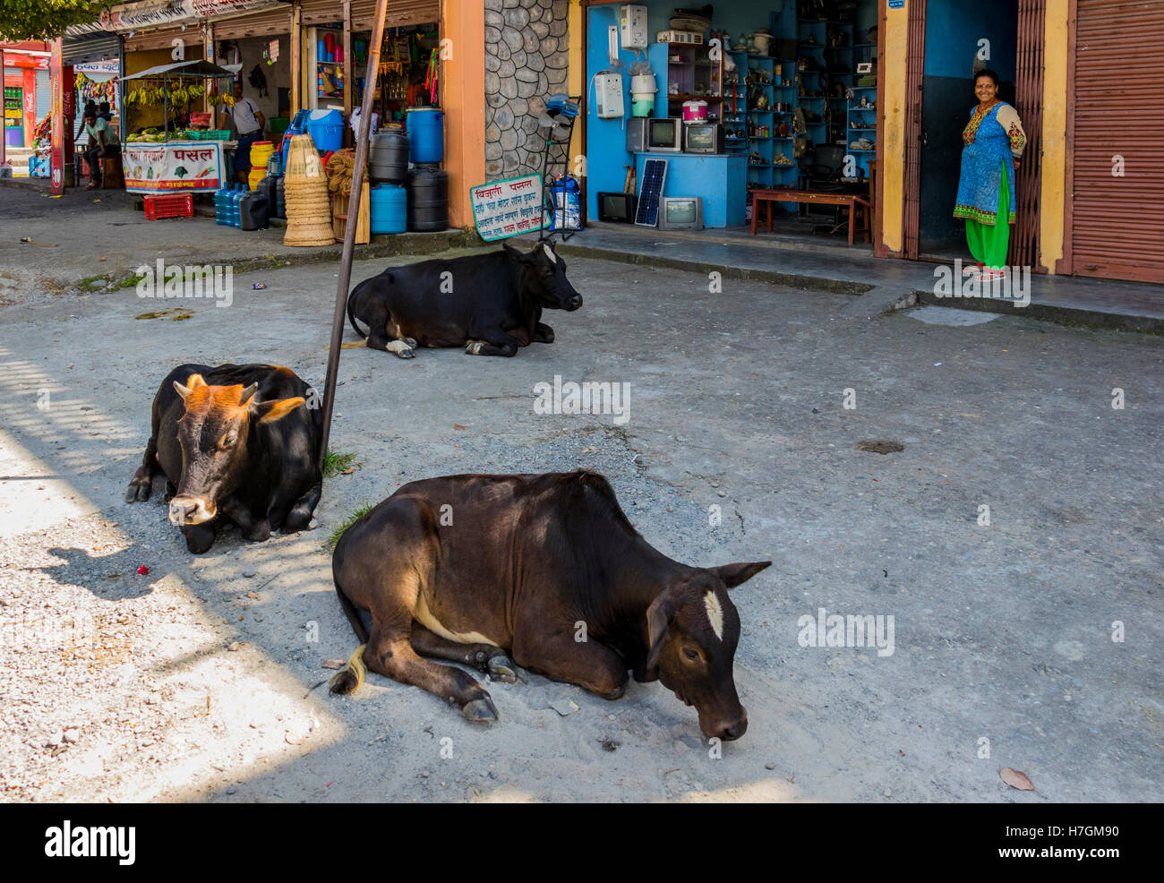 Cattle outside shops in Pokhara Nepal Stock Photo - Alamy