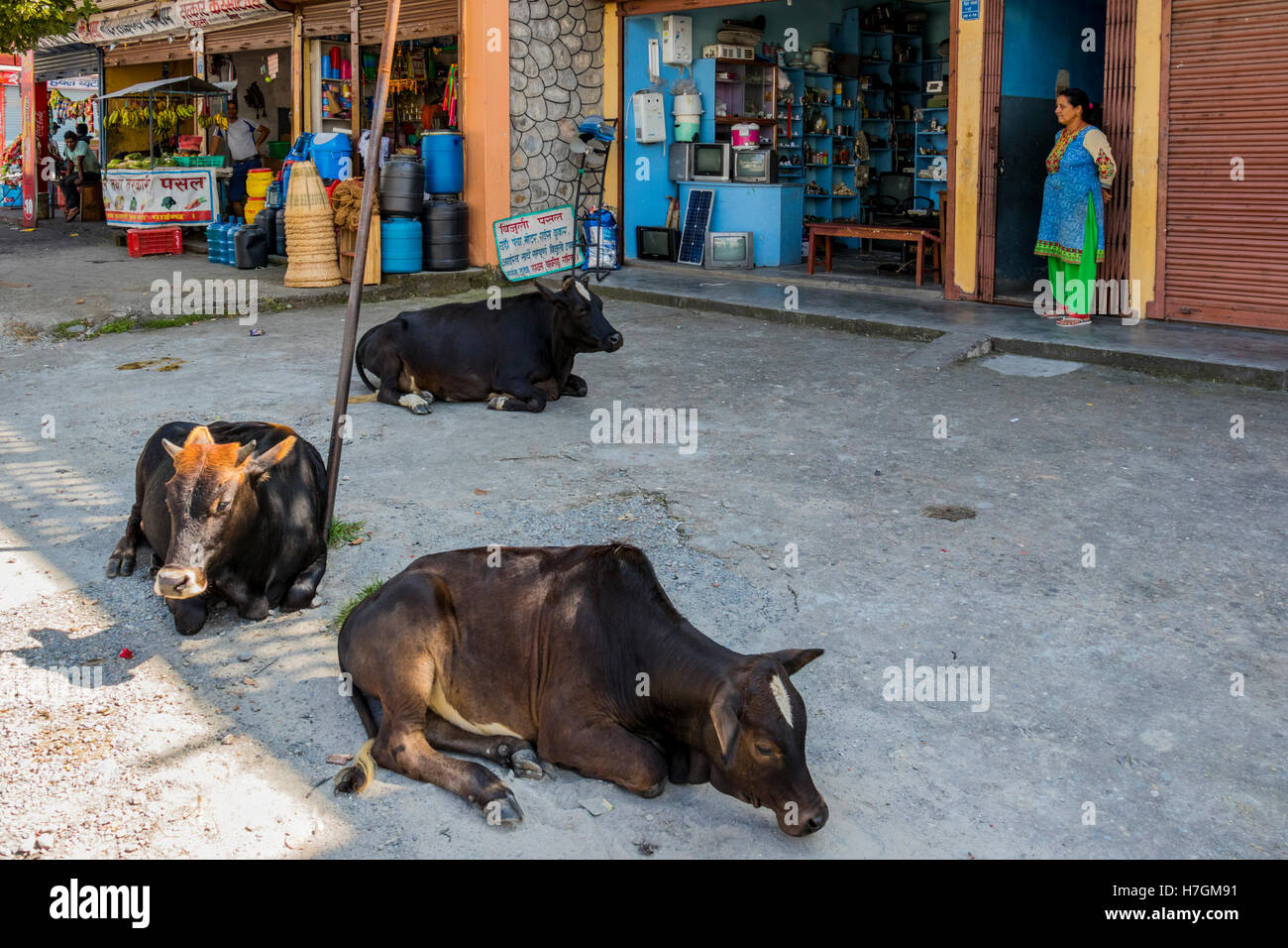 Cattle fruit hi-res stock photography and images - Alamy