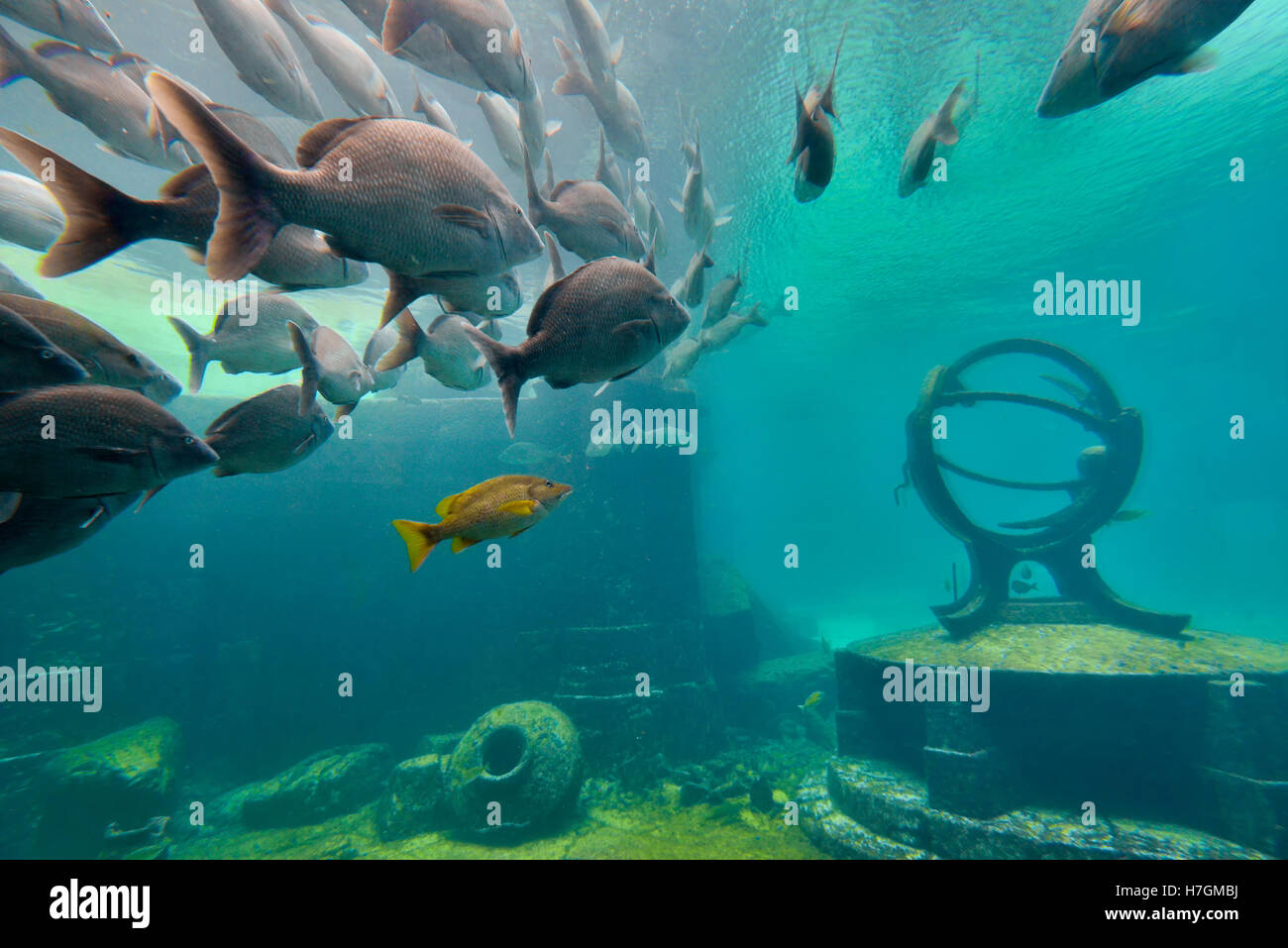 Beautiful fish in aquarium blue hi-res stock photography and images - Alamy