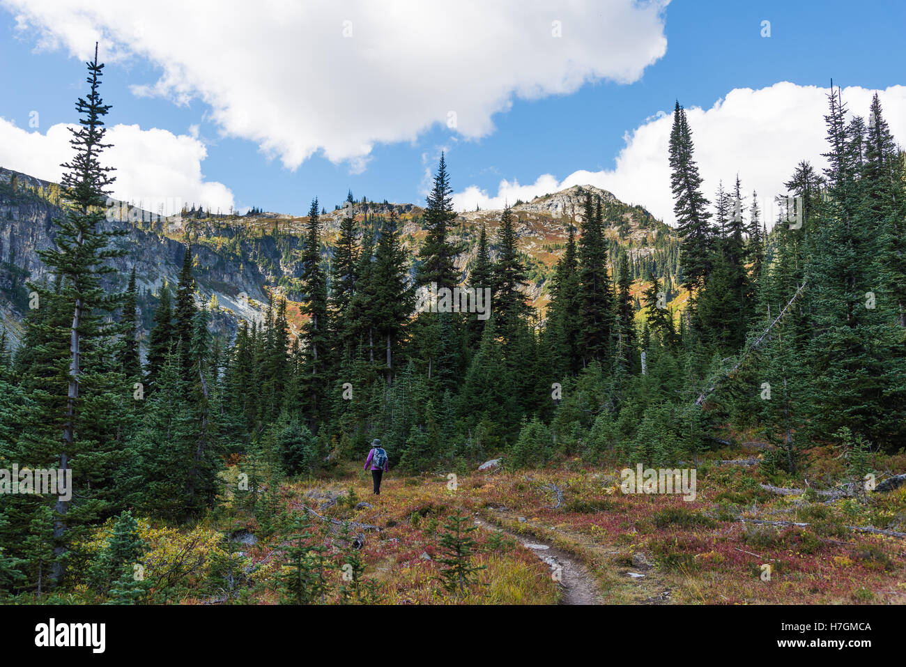 A female hiker on a mountain trail in the North Cascades National Park ...