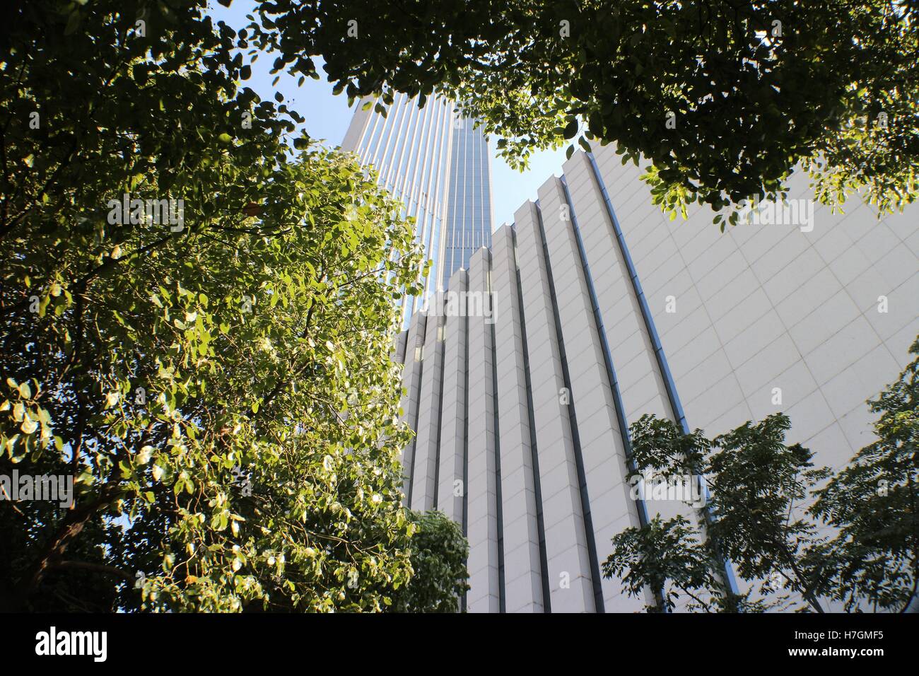 Office trees hi-res stock photography and images - Alamy
