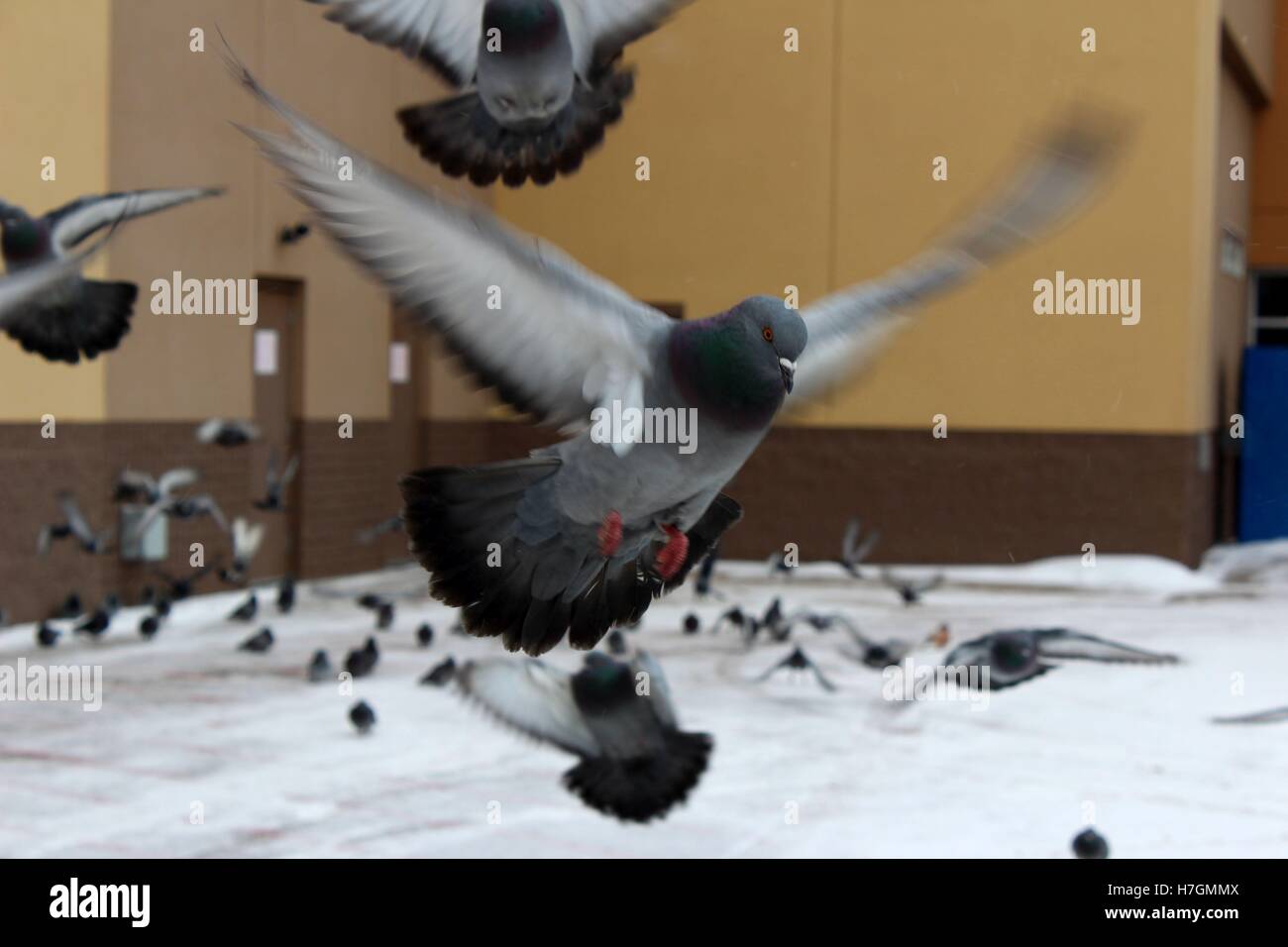 Pigeon flying close hi-res stock photography and images - Alamy