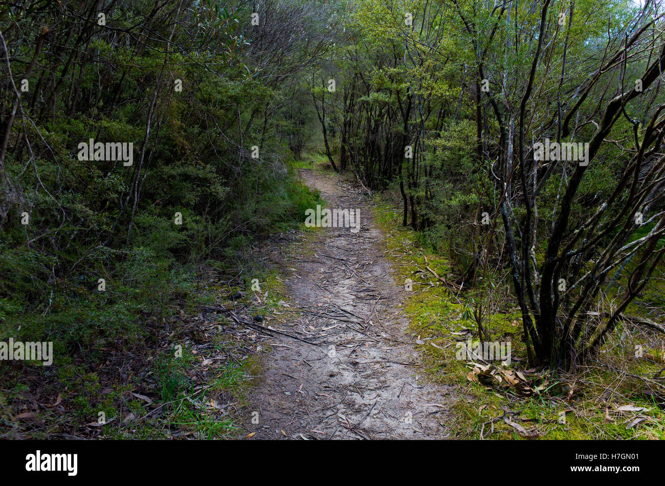 Path going through thick, lush, green vegetation in the Australian bush ...