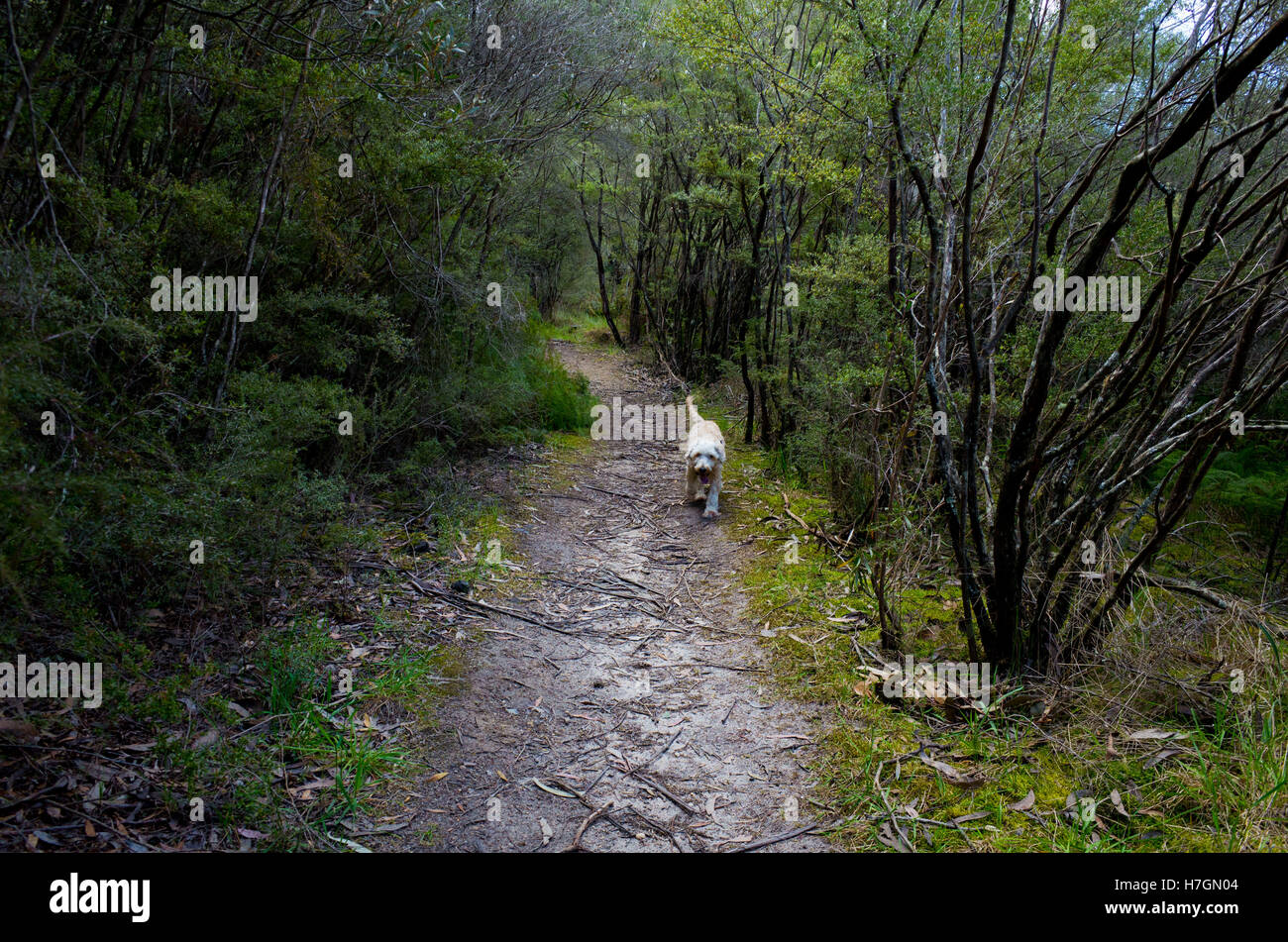 A happy dog running on forest path Stock Photo - Alamy